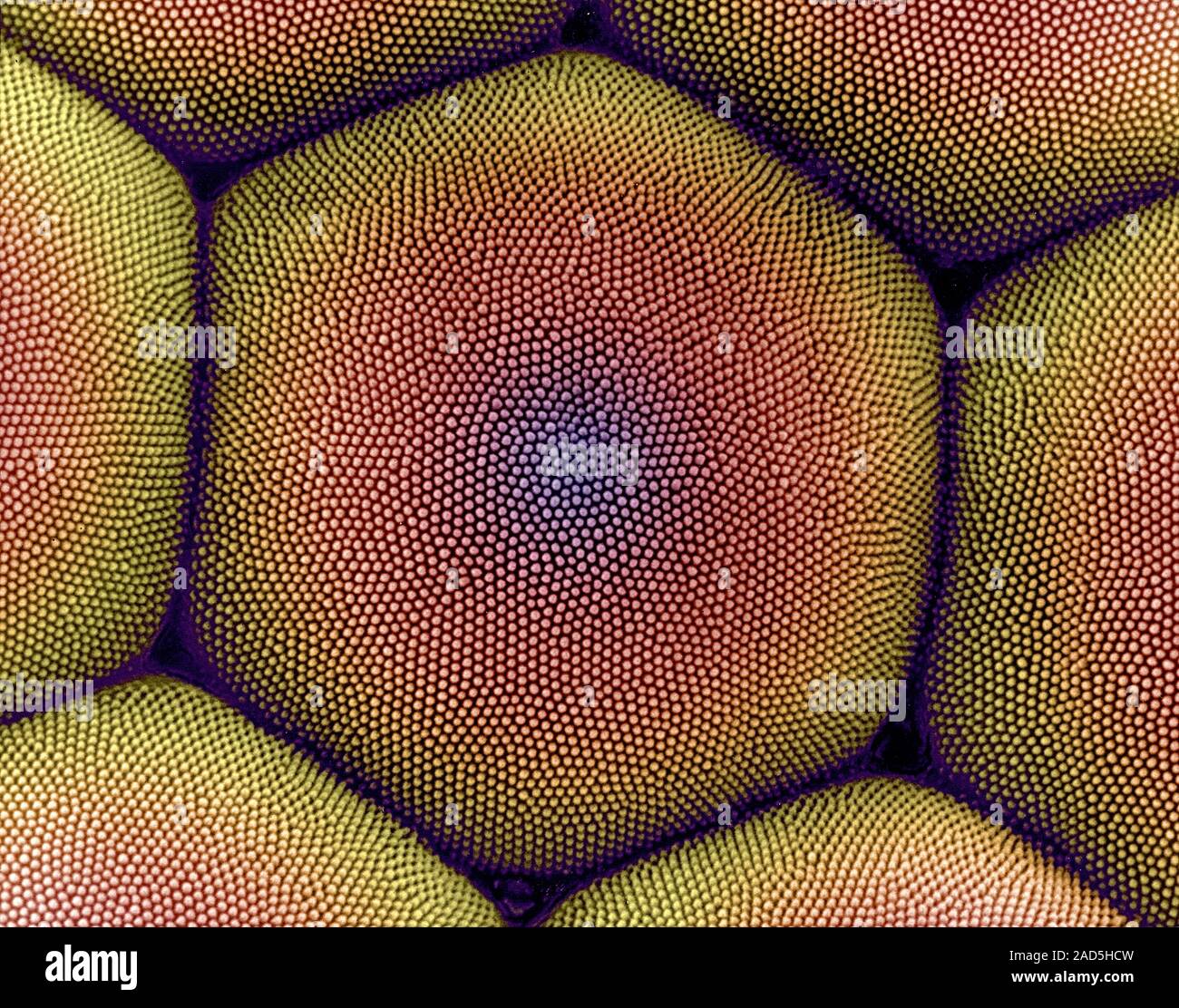 Coloured scanning electron micrograph (SEM) of Compound eye of a moth ...