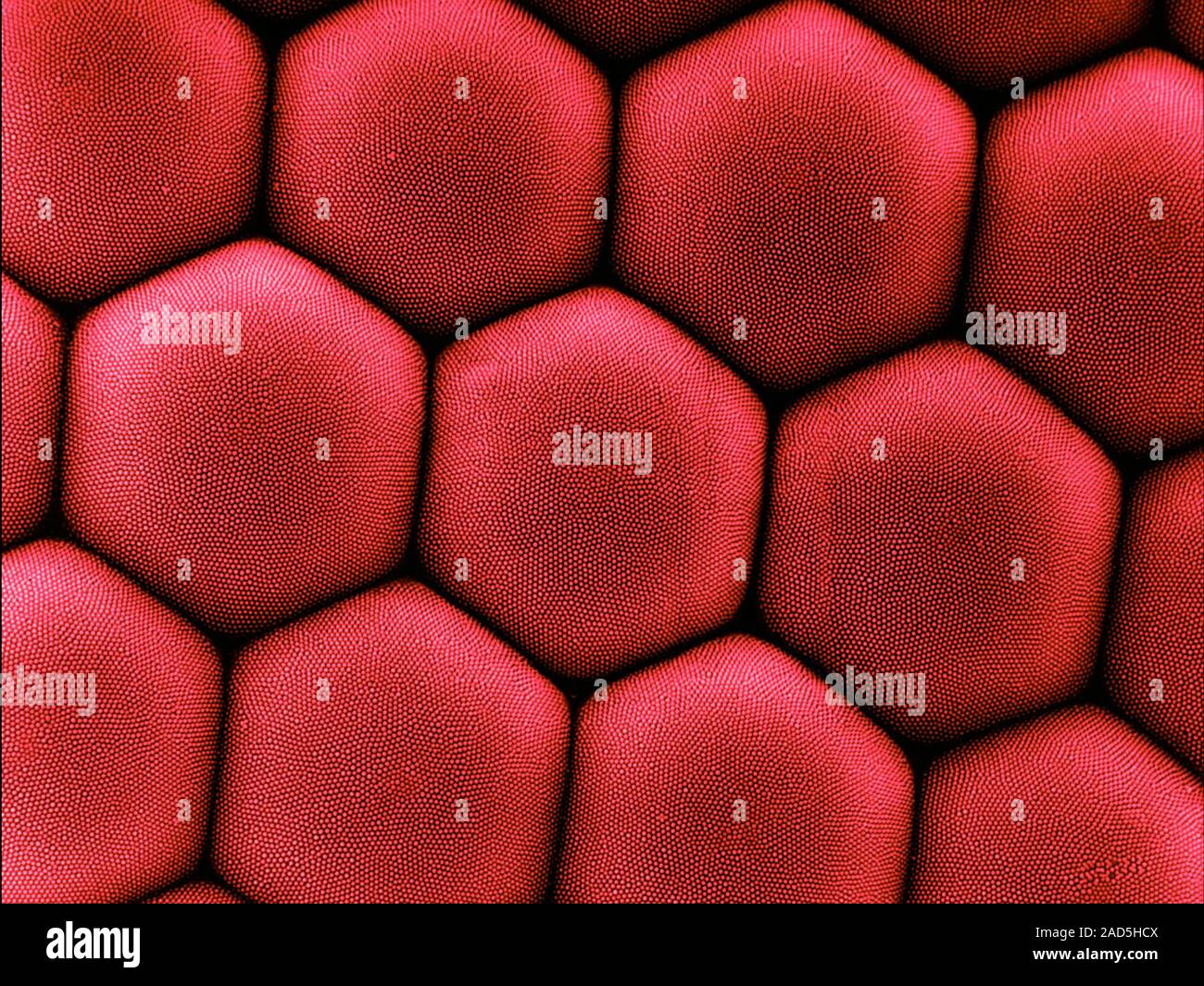 Coloured scanning electron micrograph (SEM) of Compound eye of a moth ...