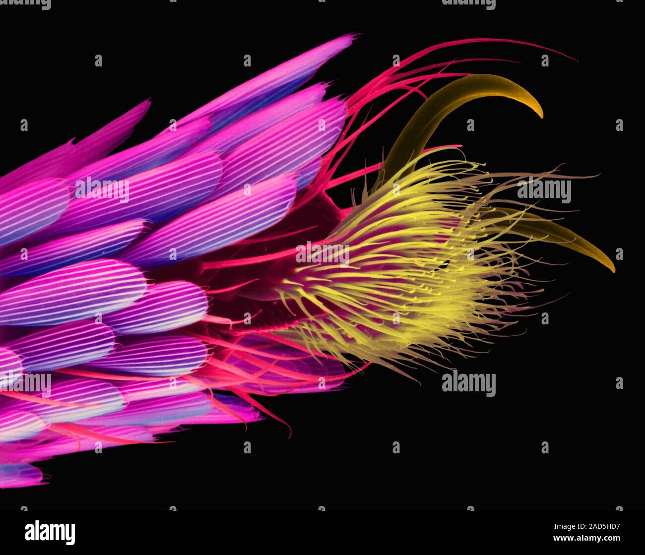 Coloured scanning electron micrograph (SEM) of Mosquito tarsal claw and ...