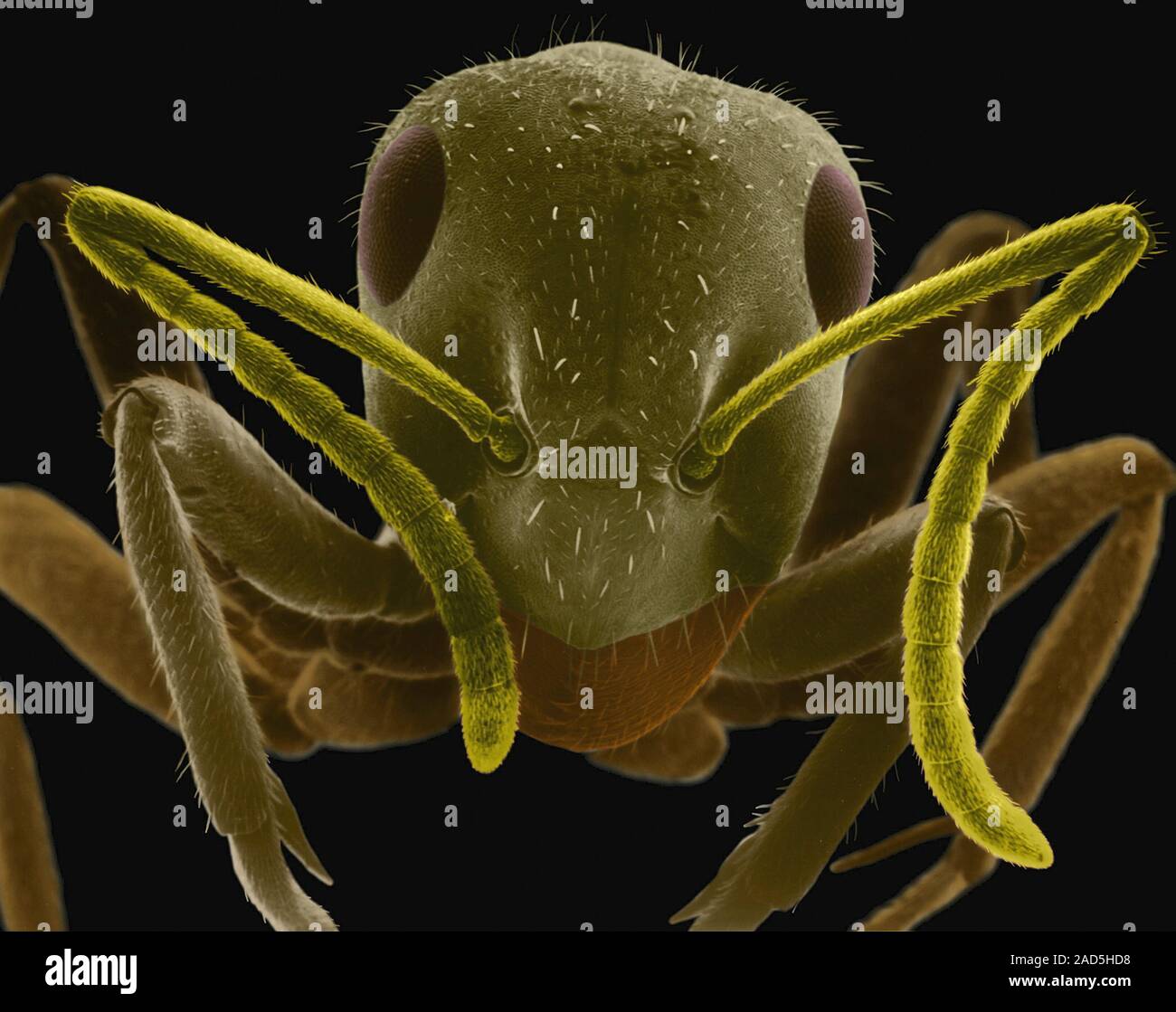 Coloured scanning electron micrograph (SEM) of Western thatching ant ...