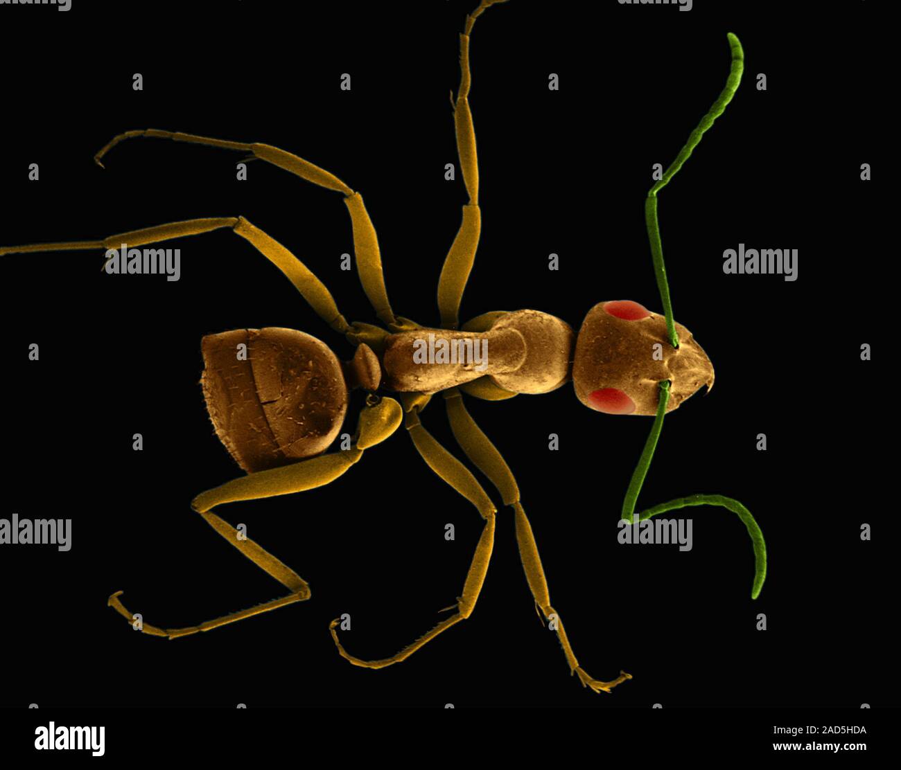Coloured scanning electron micrograph (SEM) of Hercules ant head ...