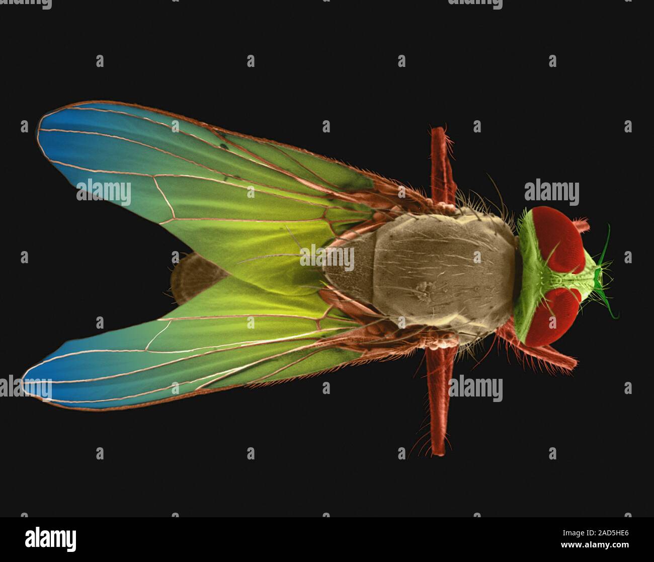 Coloured scanning electron micrograph (SEM) of House fly (Musca ...
