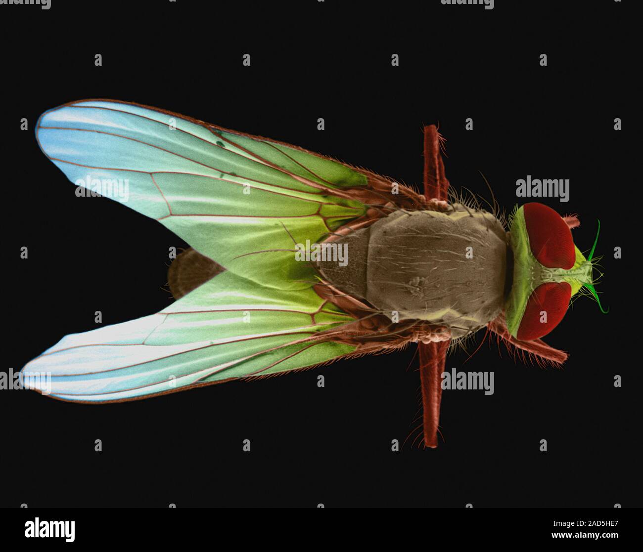 Coloured scanning electron micrograph (SEM) of House fly (Musca ...