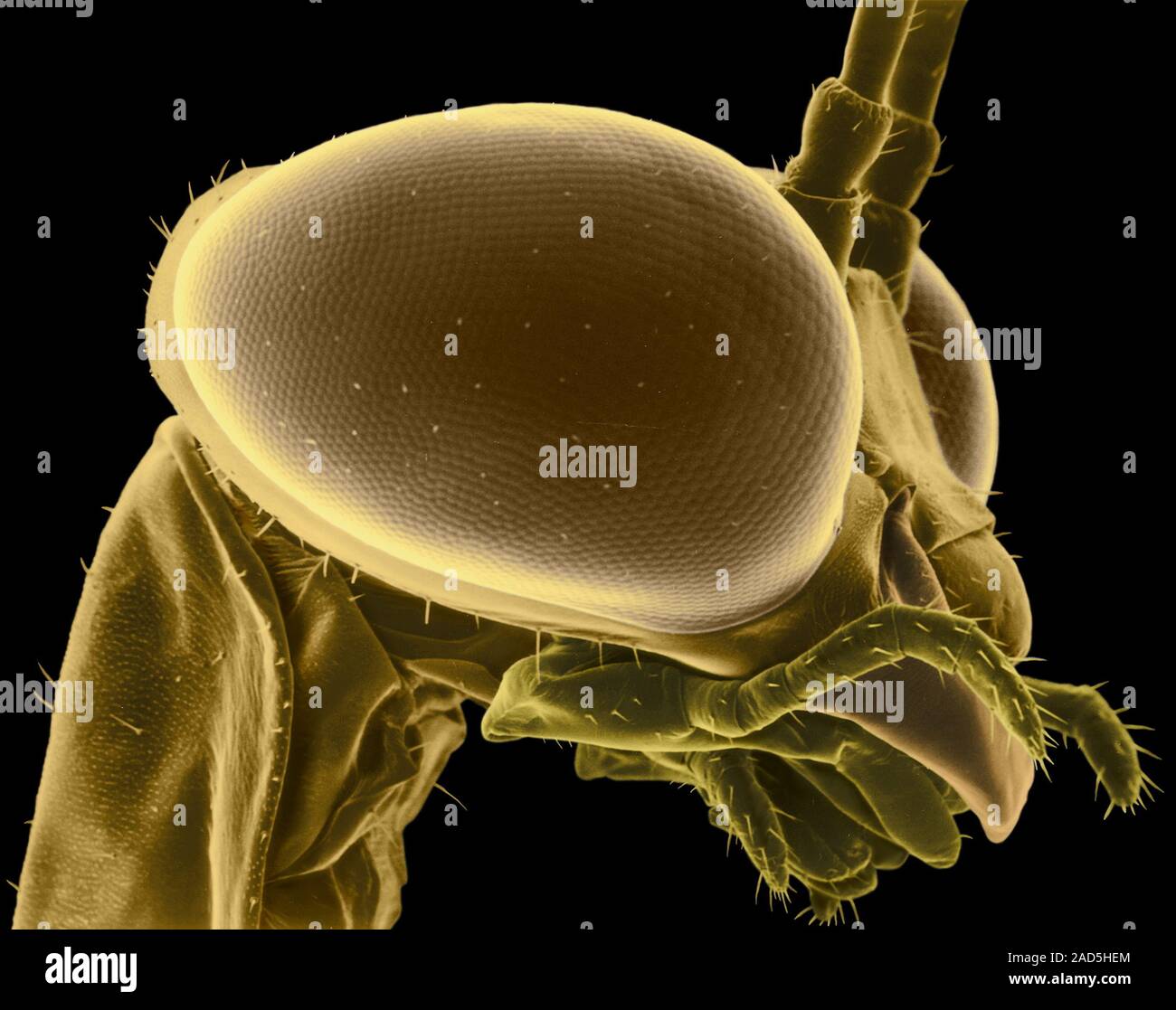 Coloured scanning electron micrograph (SEM) of Praying mantis head ...