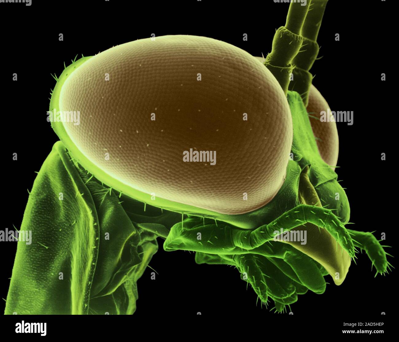 Coloured scanning electron micrograph (SEM) of Praying mantis head ...