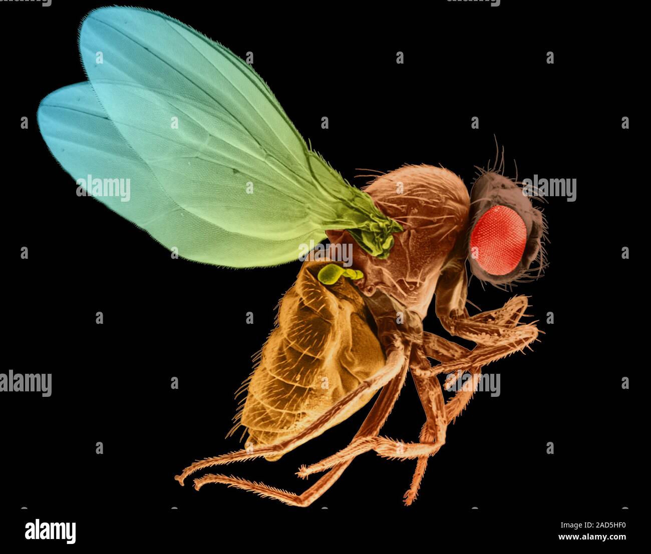 Coloured scanning electron micrograph (SEM) of Fruit fly (Drosophila ...