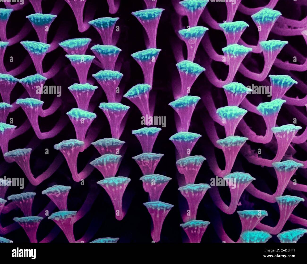Coloured scanning electron micrograph (SEM) of Robber fly tenent setae ...
