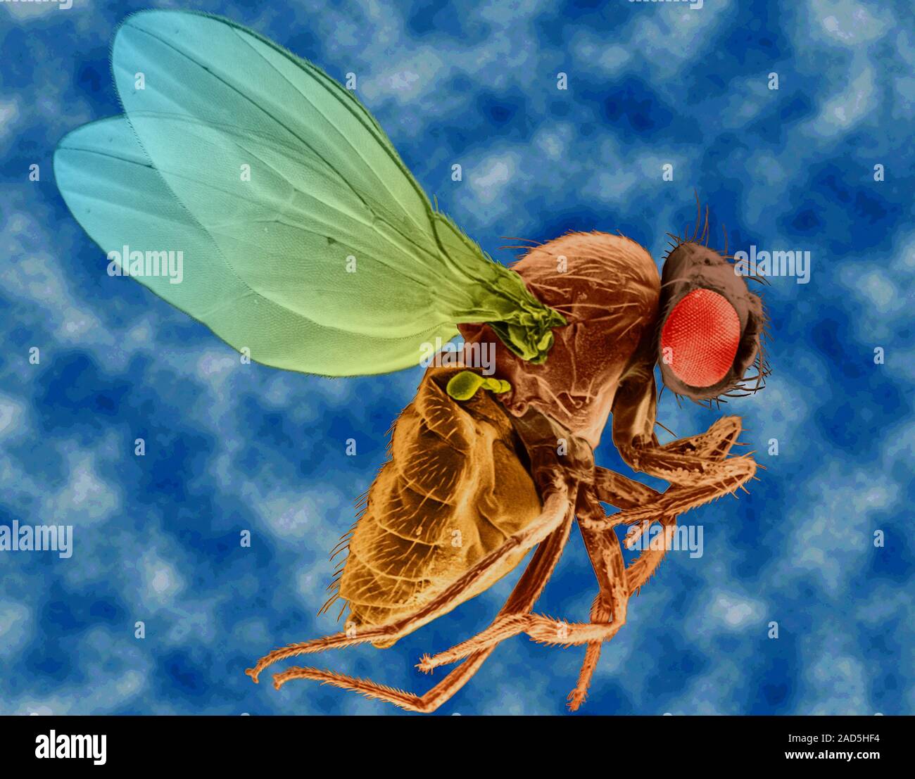 Coloured scanning electron micrograph (SEM) of Fruit fly (Drosophila ...