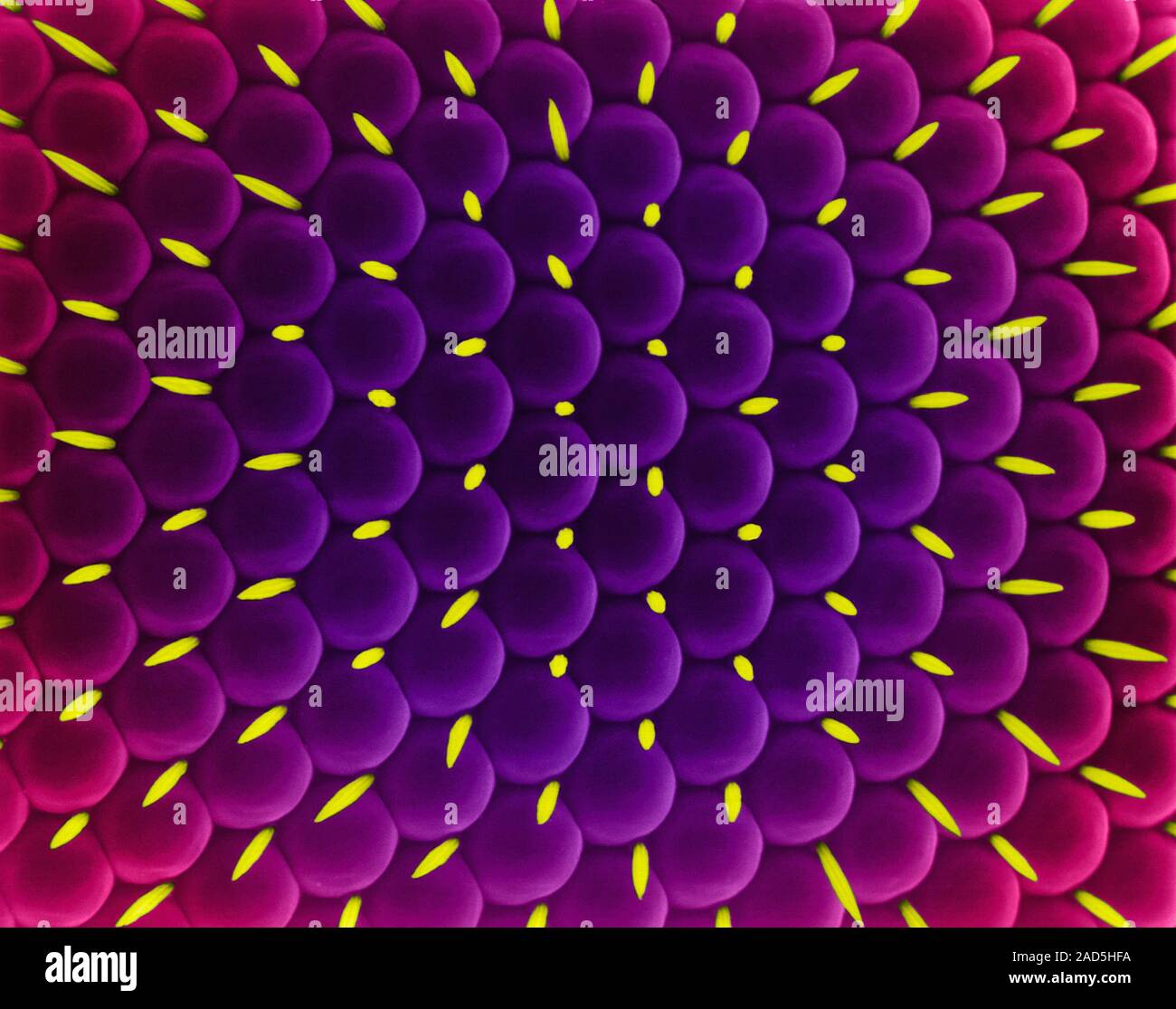 Coloured scanning electron micrograph (SEM) of Fruit fly compound eye ...