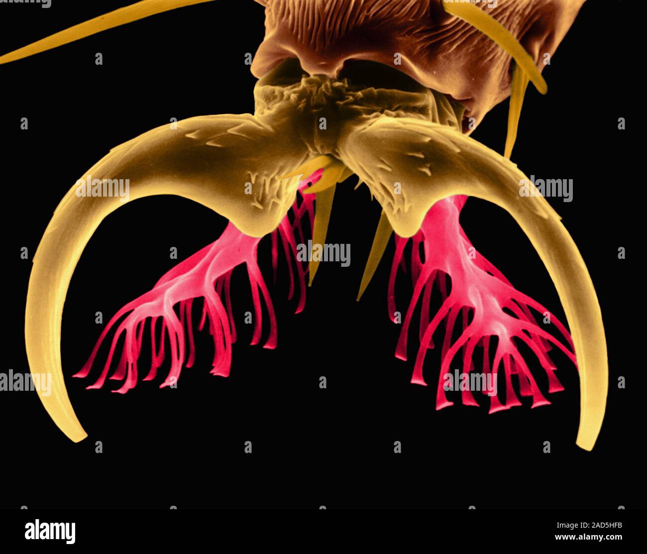 Coloured scanning electron micrograph (SEM) of Fruit fly tarsal claw ...