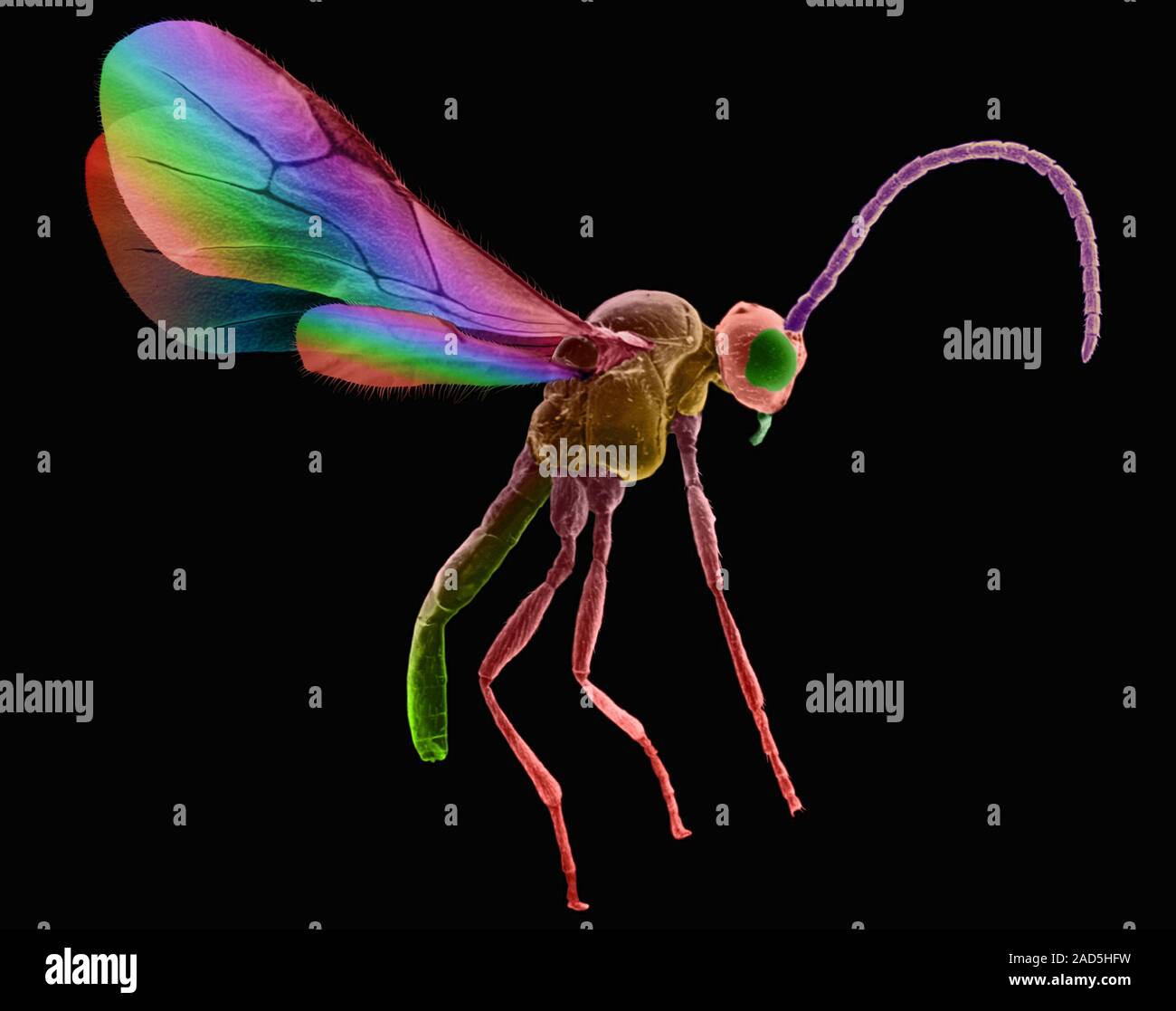 Coloured scanning electron micrograph (SEM) of Aphid wasp (Anagrus epos ...