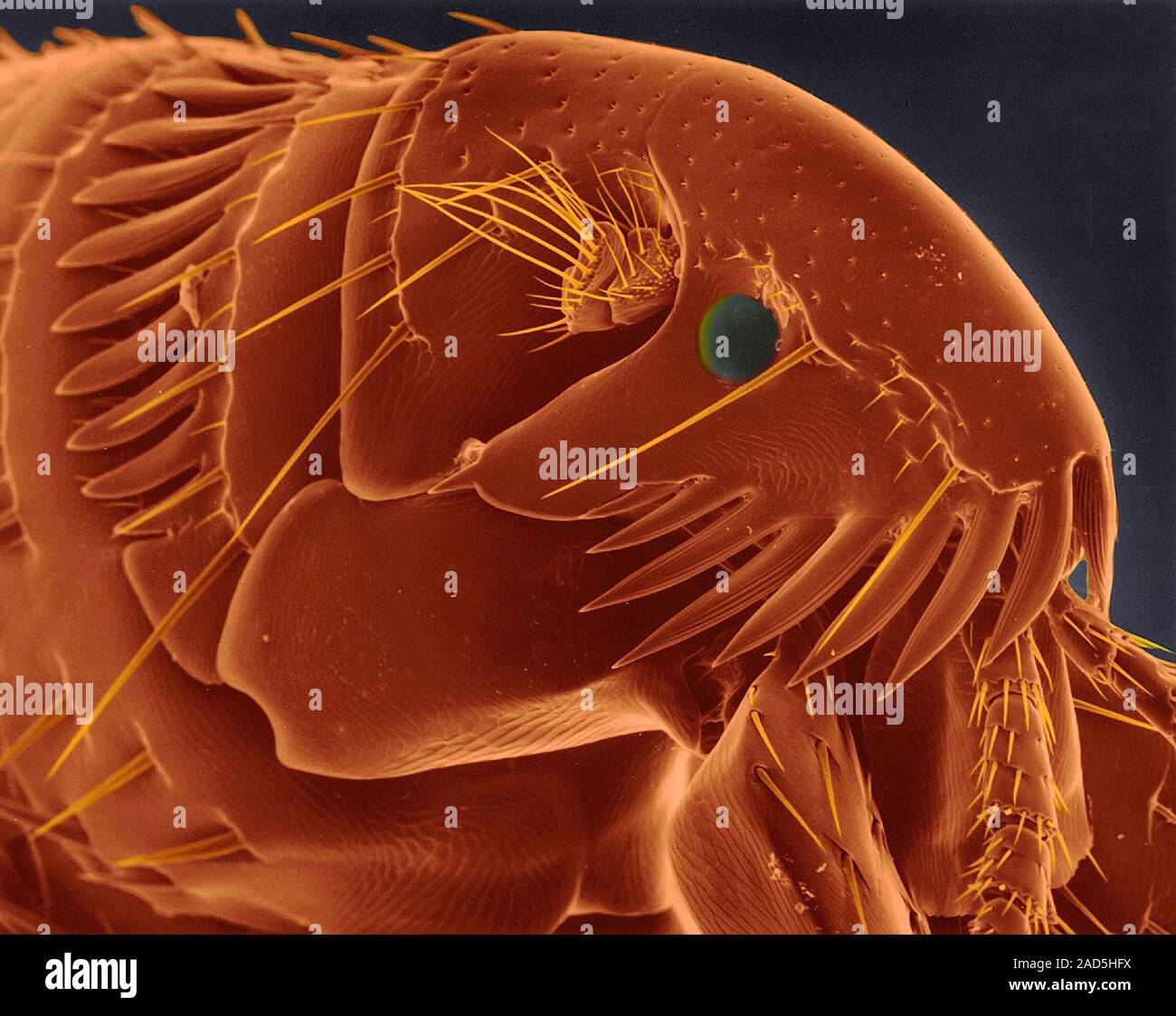 Coloured Scanning Electron Micrograph Sem Of Cat Flea Head Ctenocephalides Felis Cat Flea