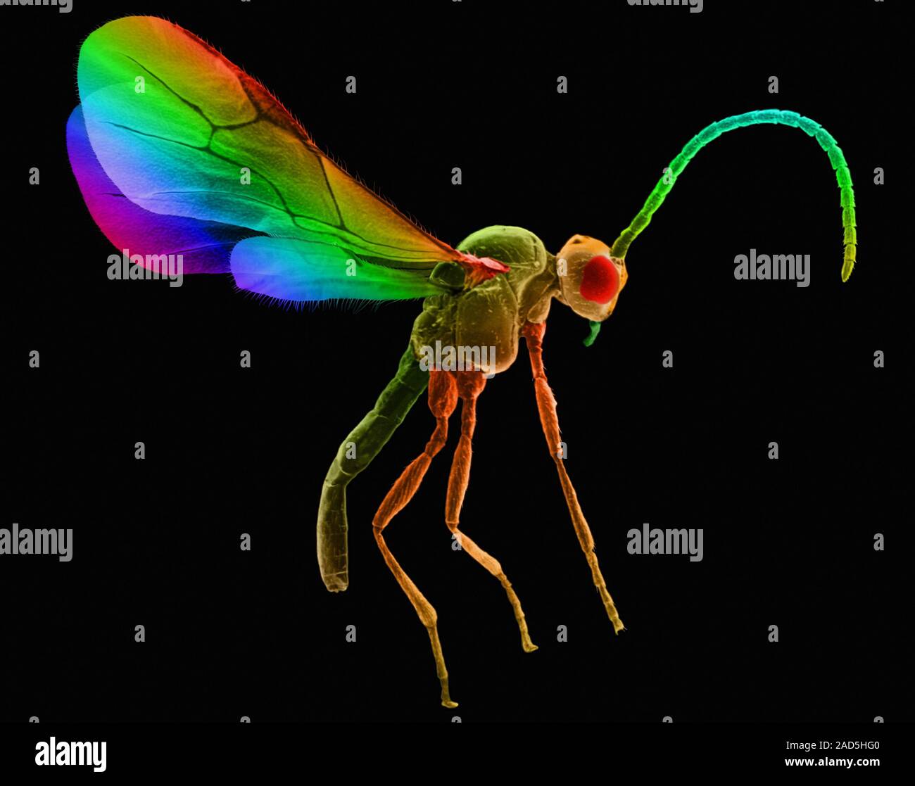 Coloured scanning electron micrograph (SEM) of Aphid wasp (Anagrus epos ...