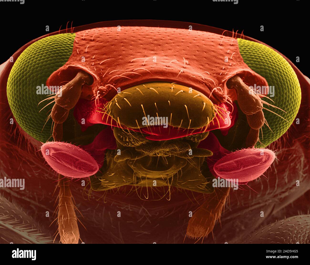 Coloured scanning electron micrograph (SEM) of Ladybug beetle head with ...