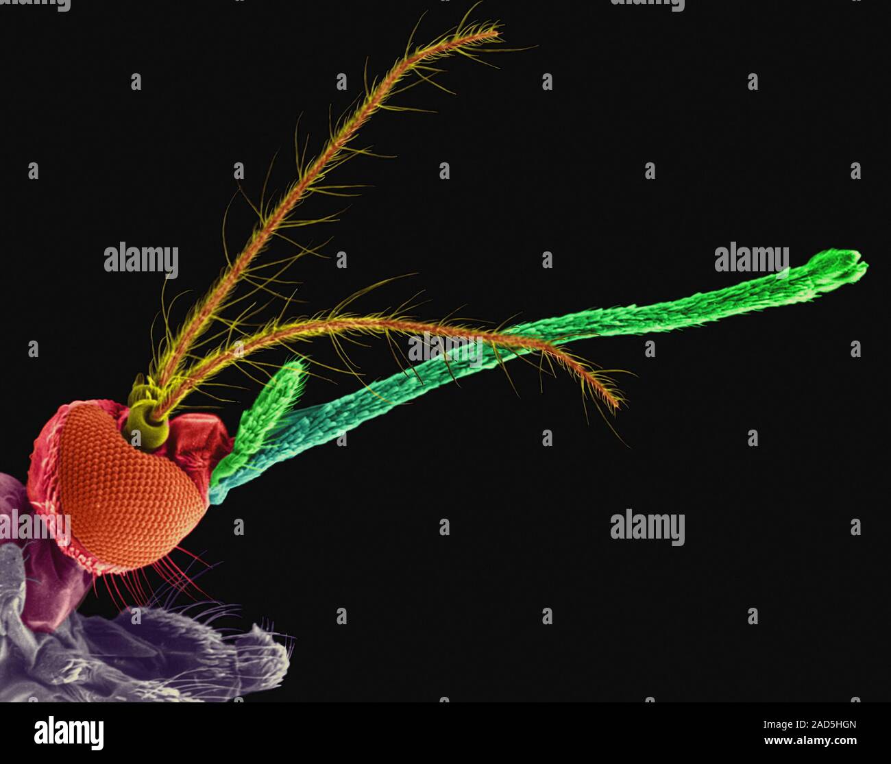 Coloured scanning electron micrograph (SEM) of Female mosquito head ...