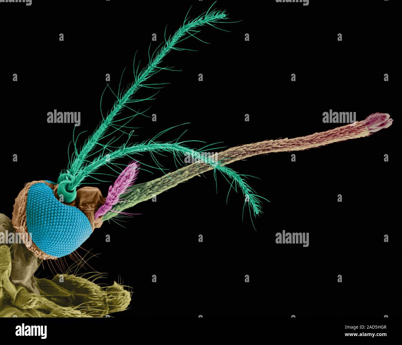 Coloured scanning electron micrograph (SEM) of Female mosquito head (Aedes aegypti): compound ...