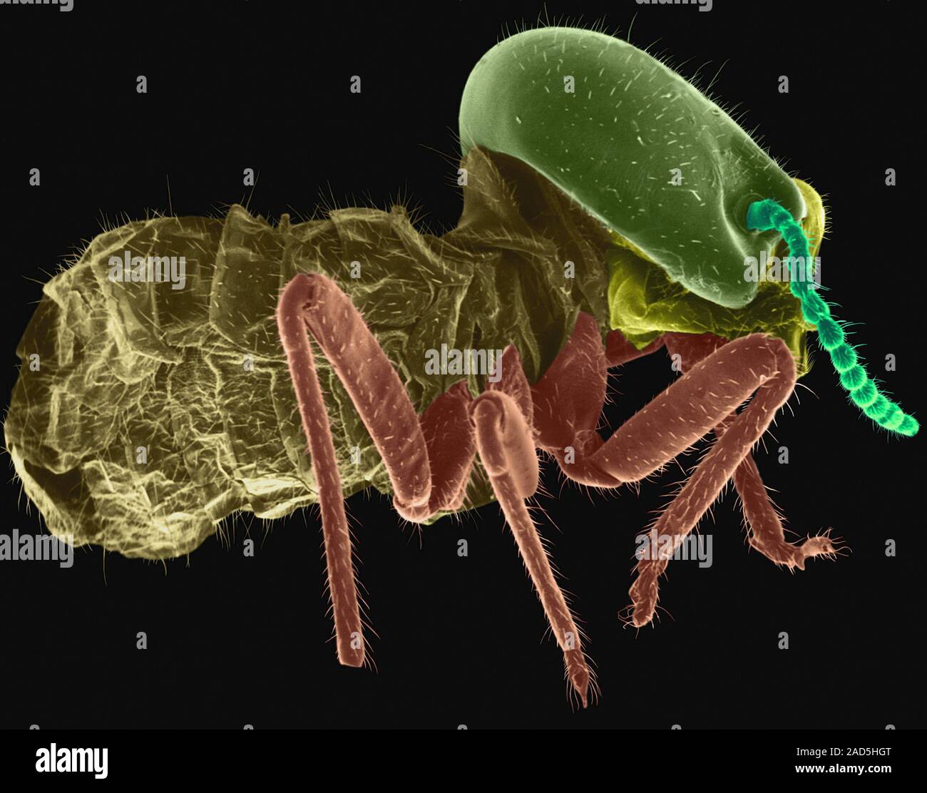 Coloured scanning electron micrograph (SEM) of Termite (Nasutitermes ...