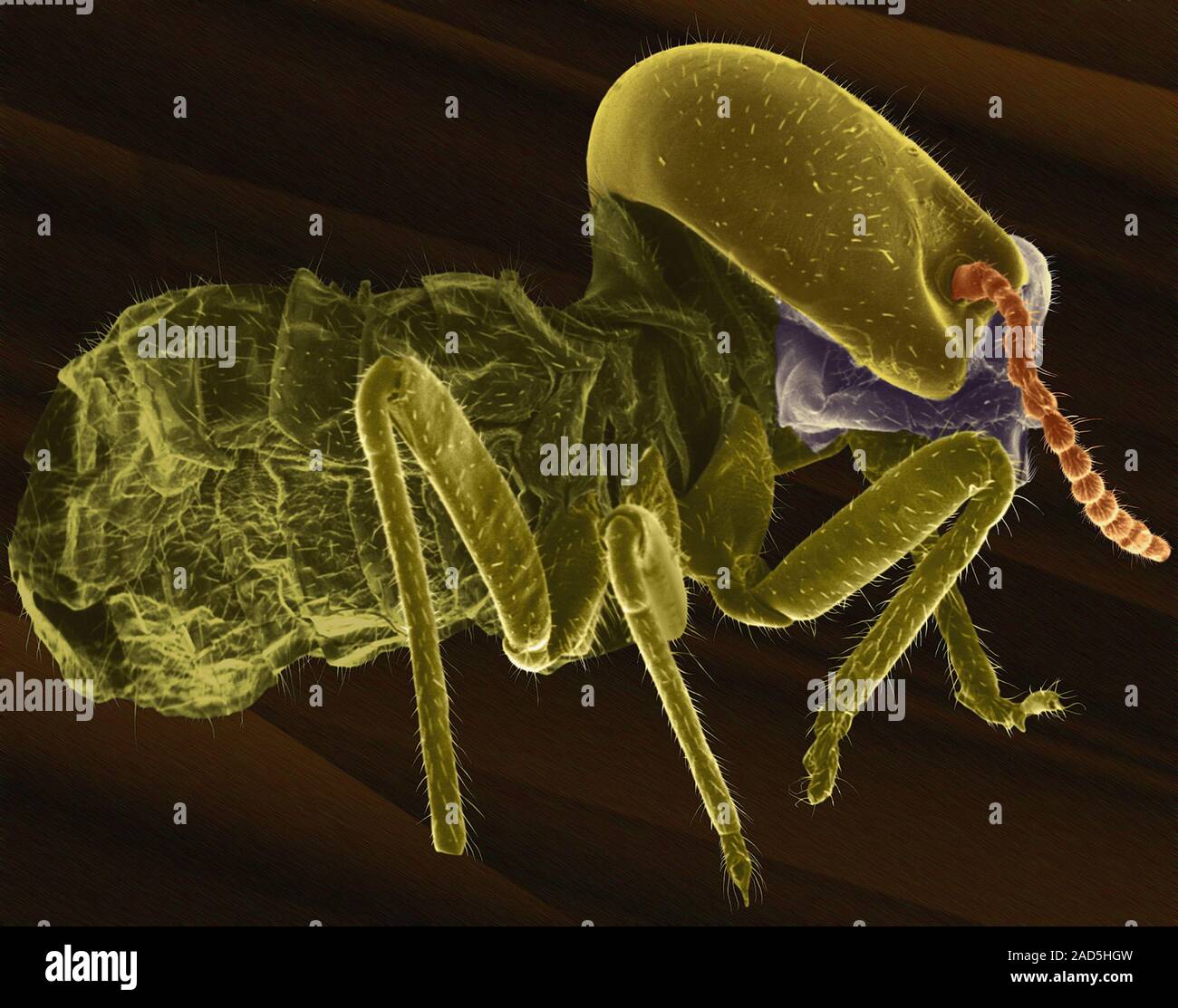 Coloured scanning electron micrograph (SEM) of Termite (Nasutitermes ...