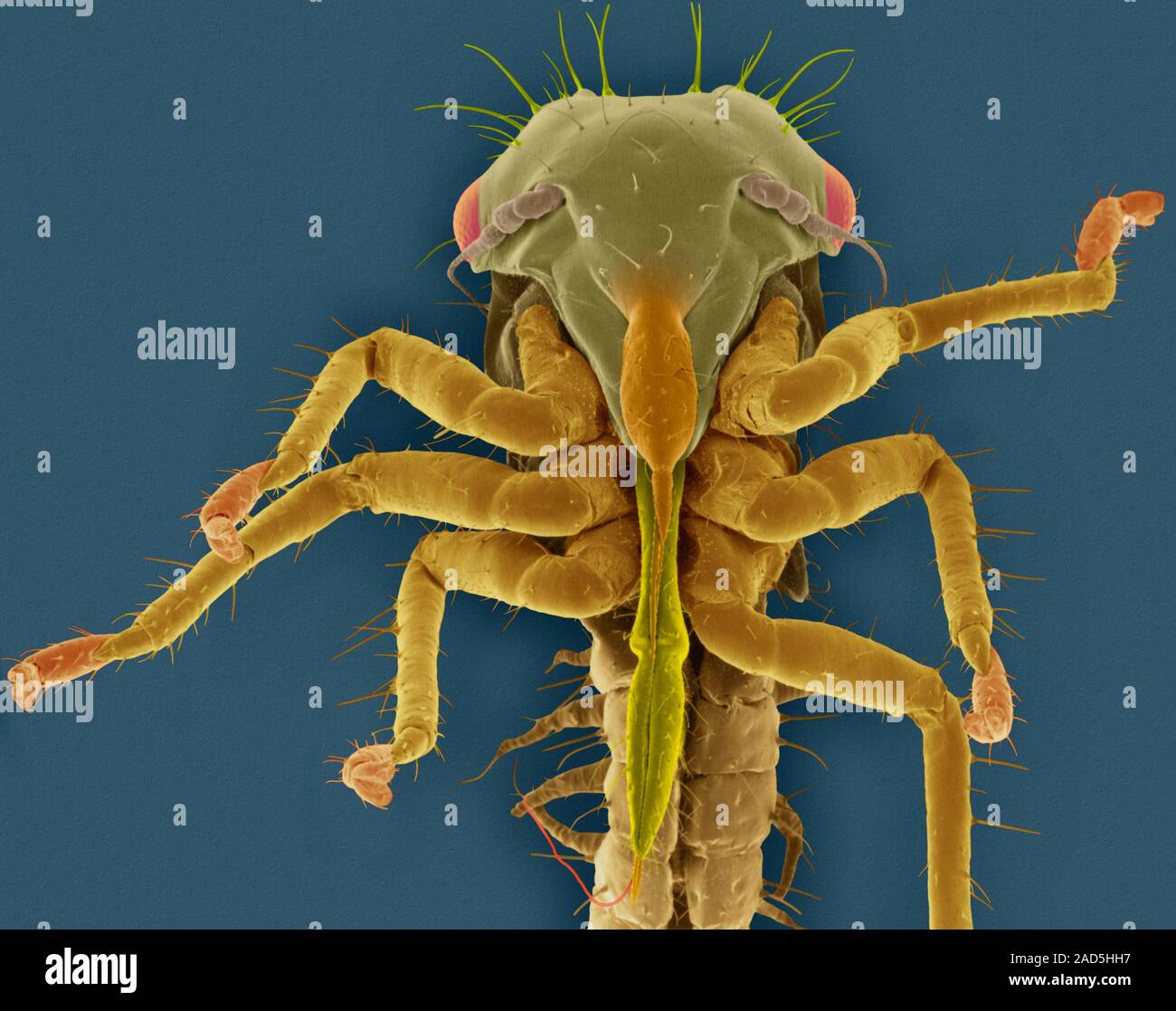 Coloured scanning electron micrograph (SEM) of White apple leafhopper ...