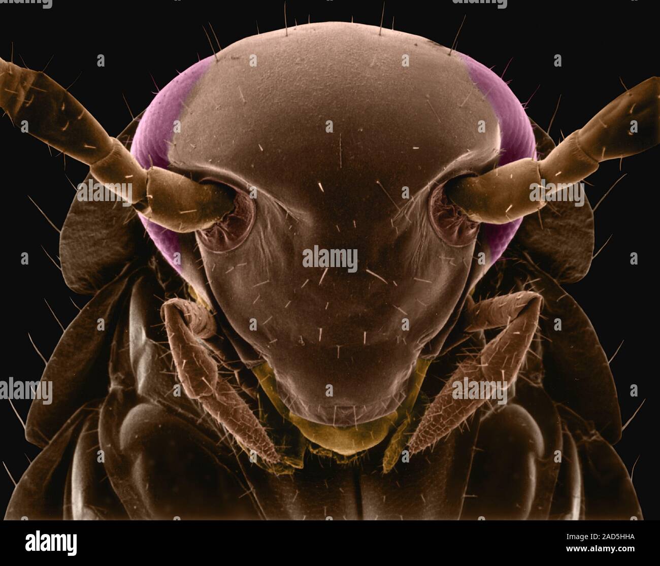 Coloured scanning electron micrograph (SEM) of German cockroach head ...