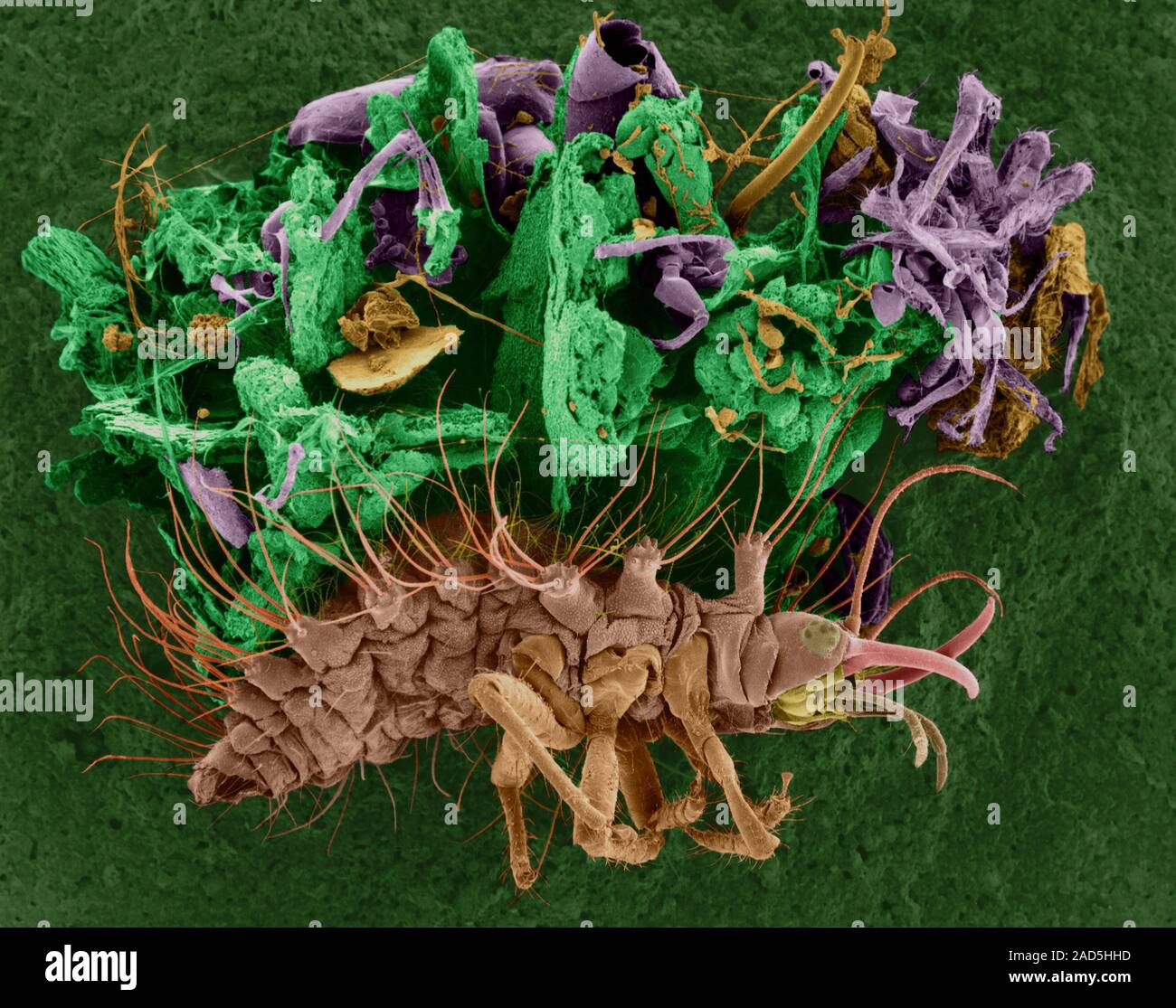 Coloured scanning electron micrograph (SEM) of Larval stage of the ...