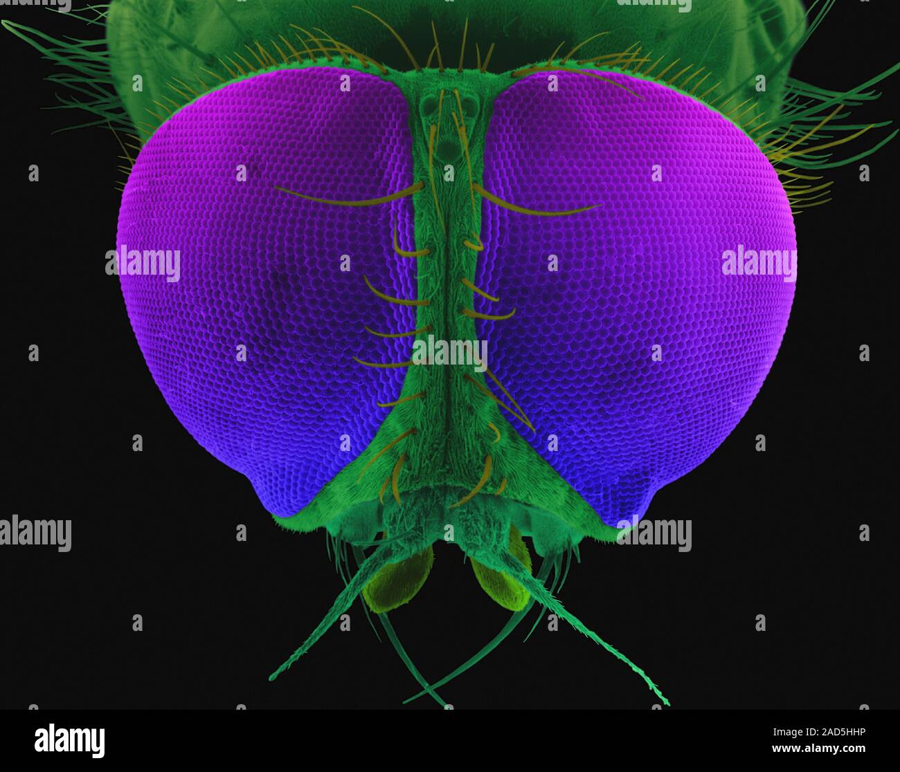 Coloured scanning electron micrograph (SEM) of House fly head (Musca ...