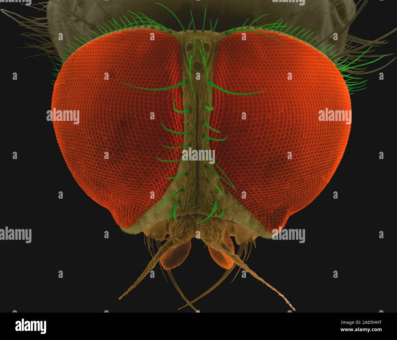 Coloured scanning electron micrograph (SEM) of House fly head (Musca ...