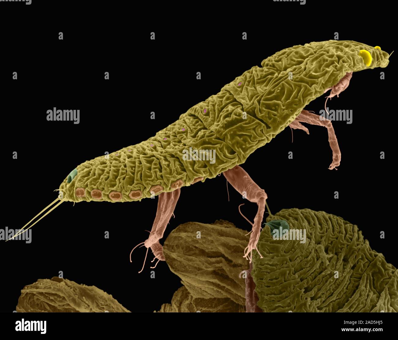 Coloured scanning electron micrograph (SEM) of Brown soft scale insect ...