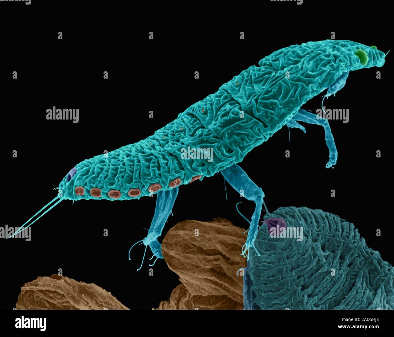 Coloured scanning electron micrograph (SEM) of Brown soft scale insect ...
