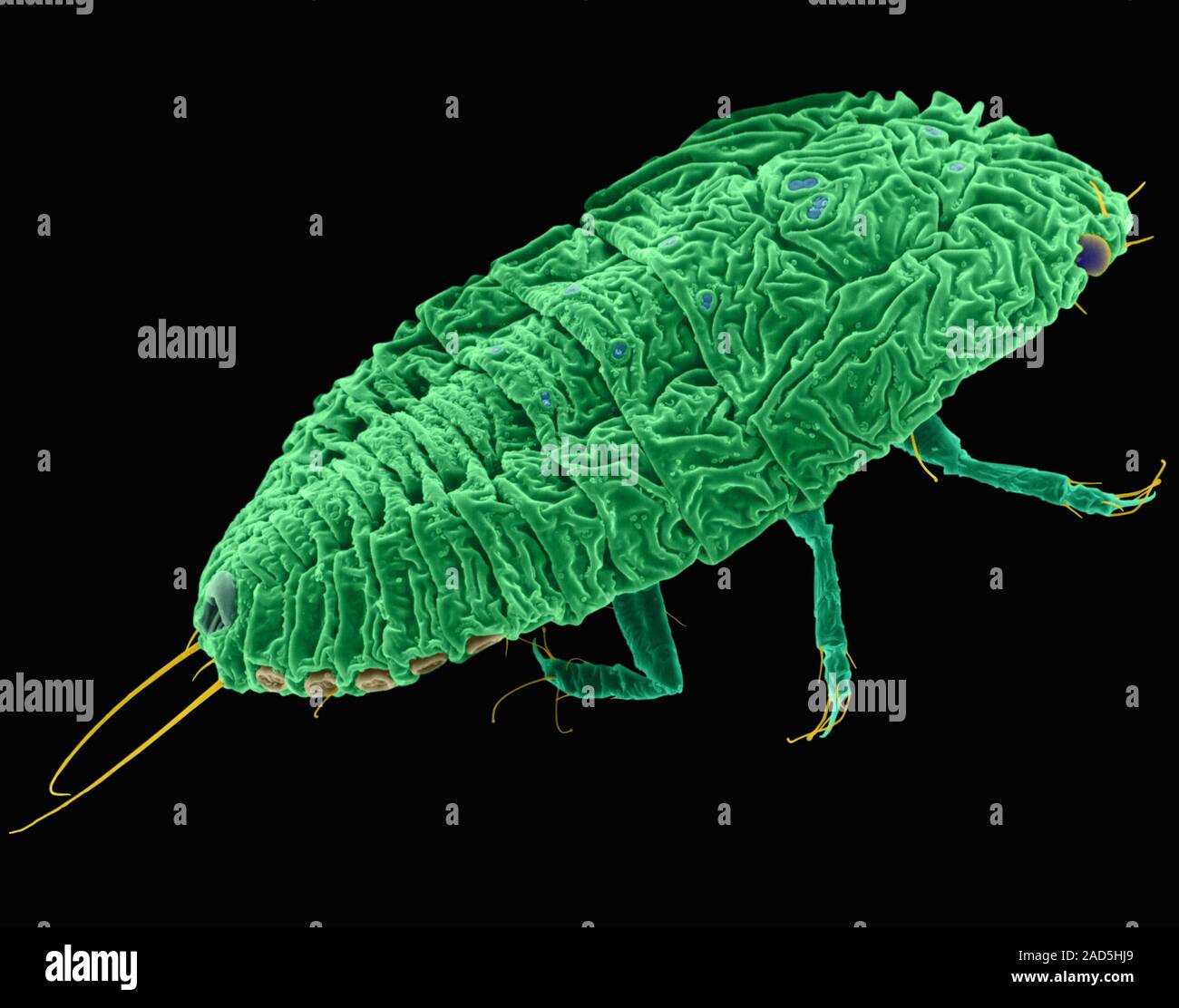 Coloured scanning electron micrograph (SEM) of Brown soft scale insect ...