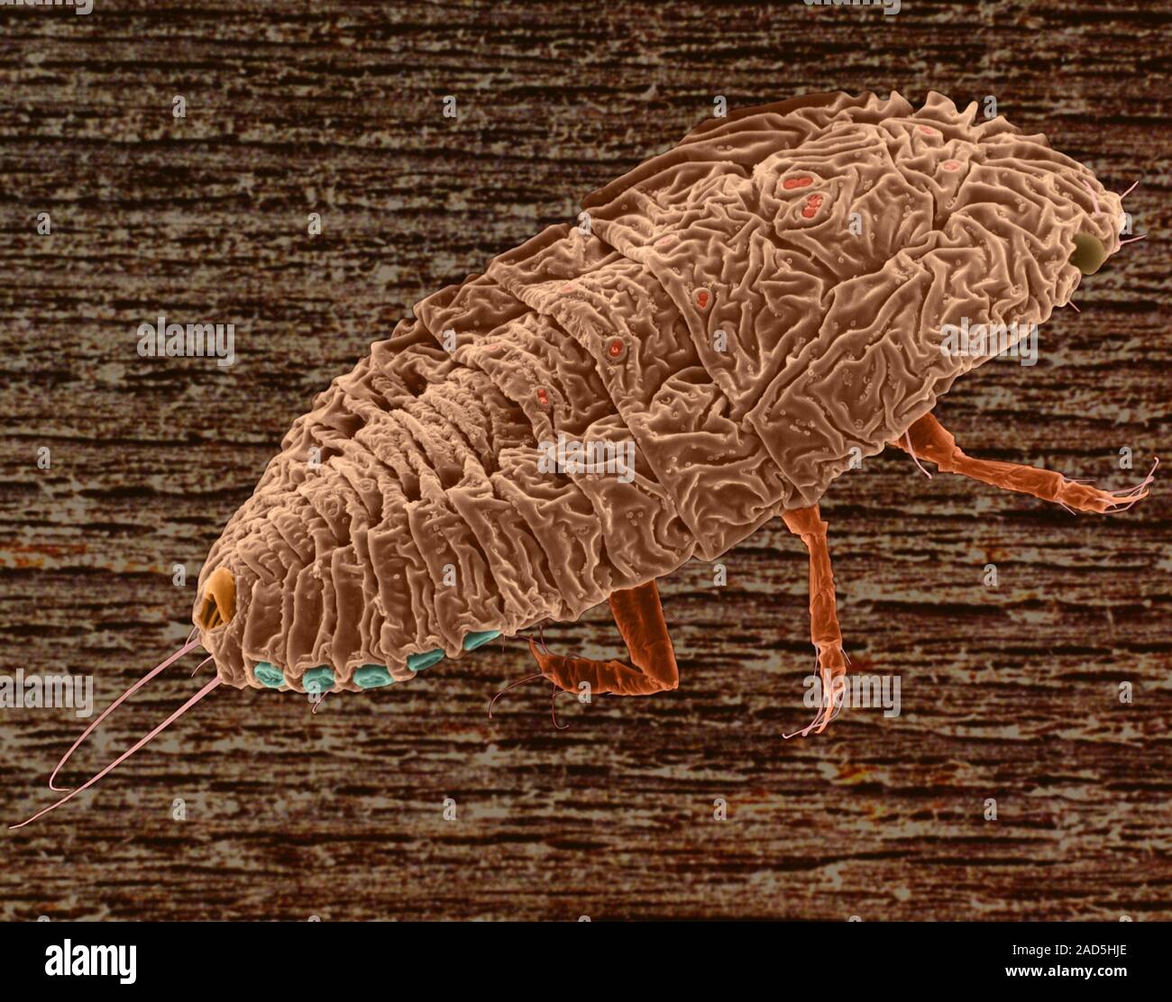 Coloured scanning electron micrograph (SEM) of Brown soft scale insect ...