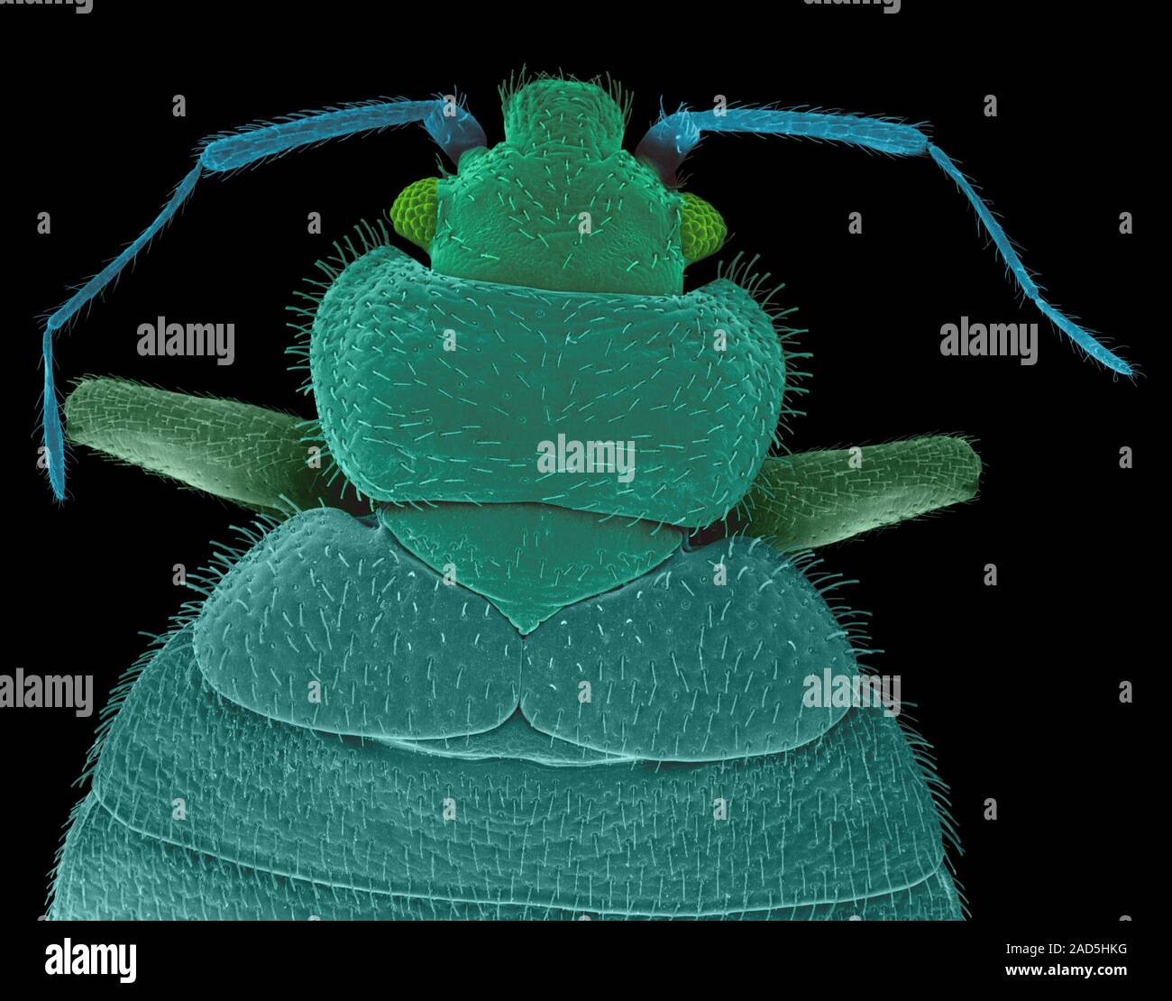 Coloured scanning electron micrograph (SEM) of Common bed bug (Cimex ...