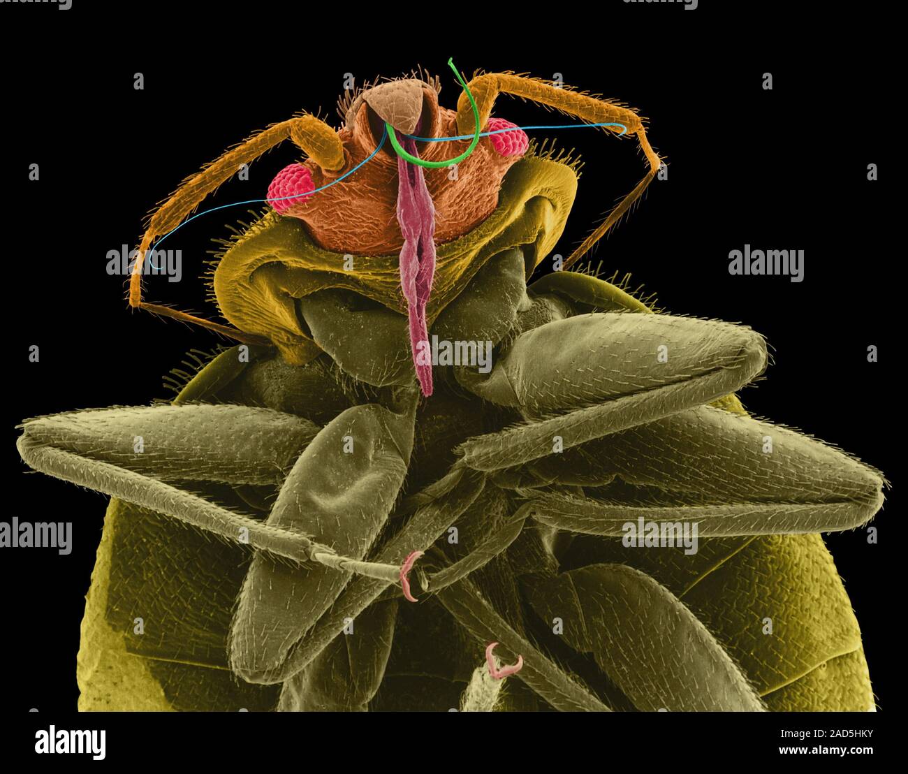 Coloured scanning electron micrograph (SEM) of Bed bug head and upper ...