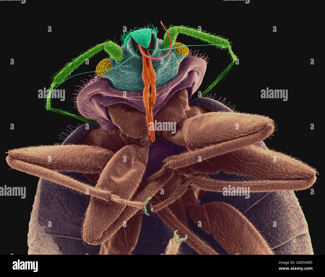 Coloured scanning electron micrograph (SEM) of Bed bug head and upper ...