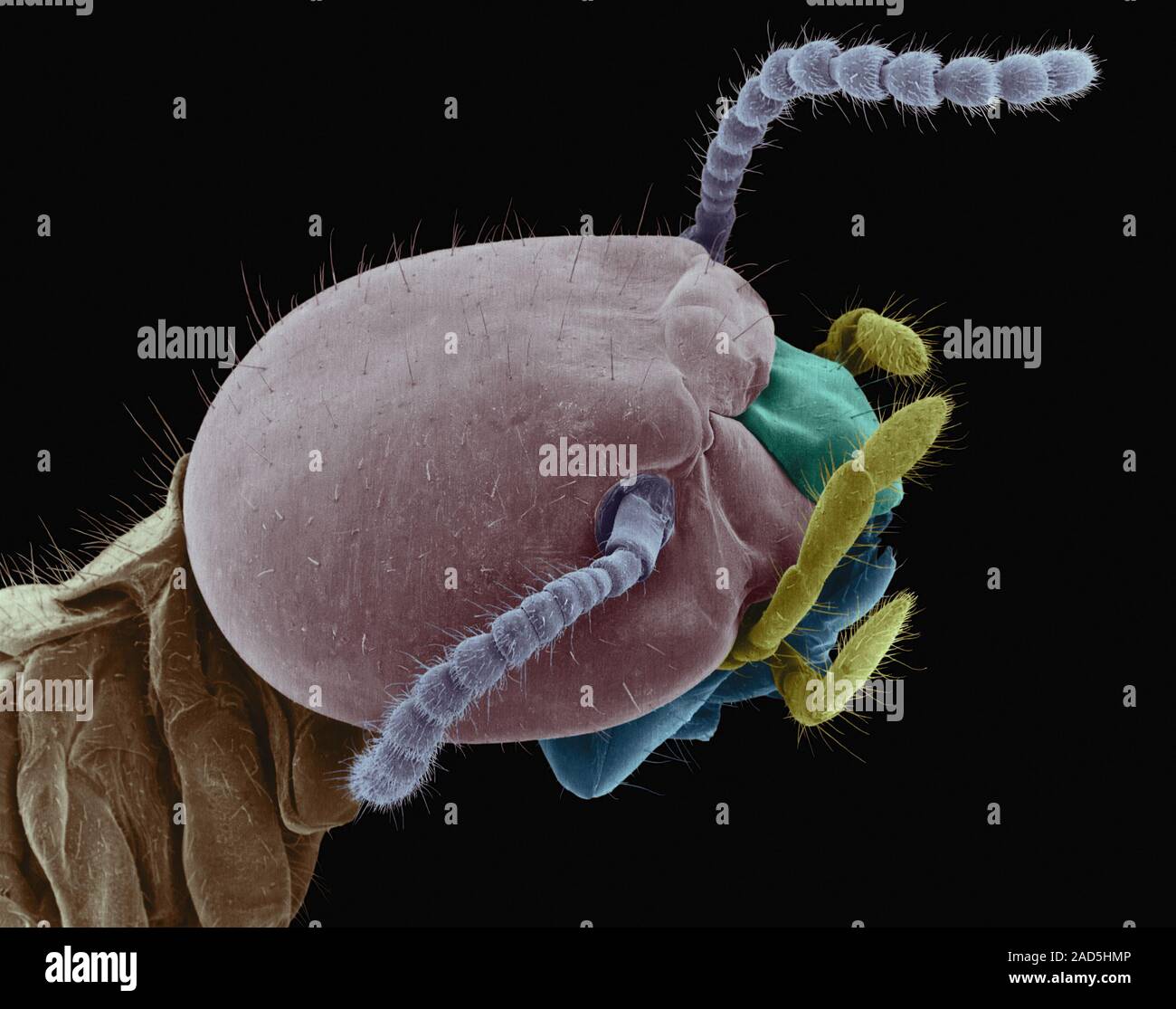 Coloured scanning electron micrograph (SEM) of Formosan (subterranean ...