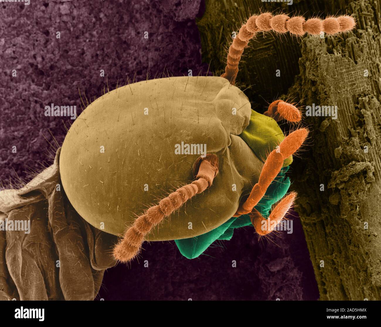 Coloured scanning electron micrograph (SEM) of Formosan (subterranean ...