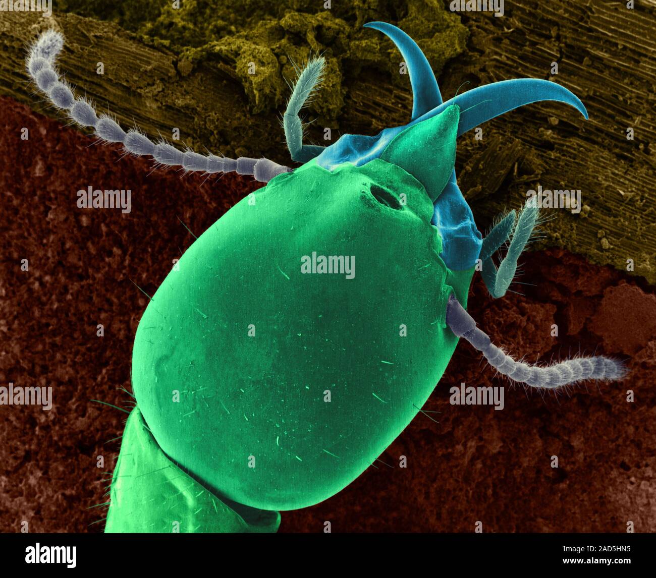 Coloured scanning electron micrograph (SEM) of Formosan (subterranean ...