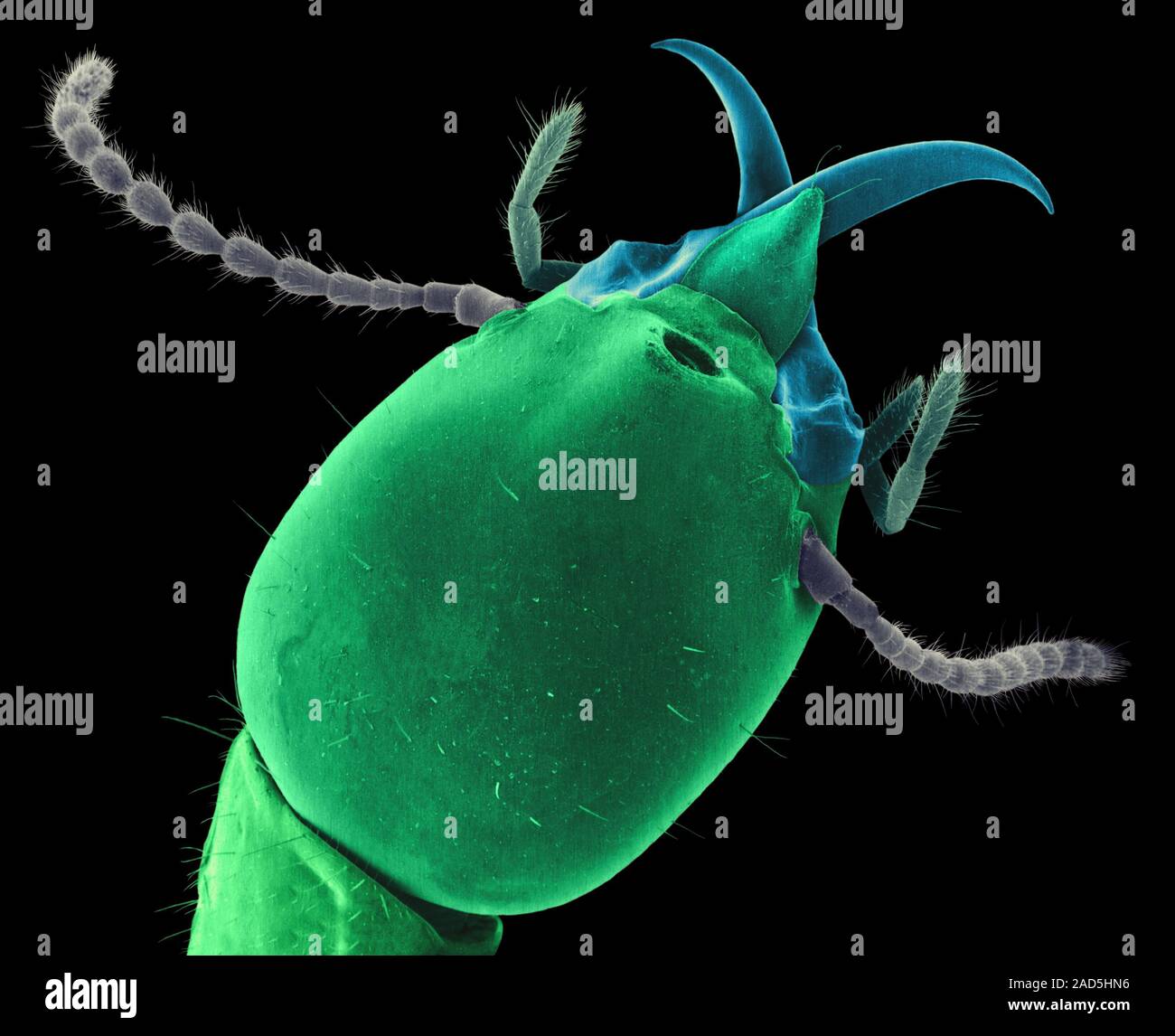 Coloured scanning electron micrograph (SEM) of Formosan (subterranean ...