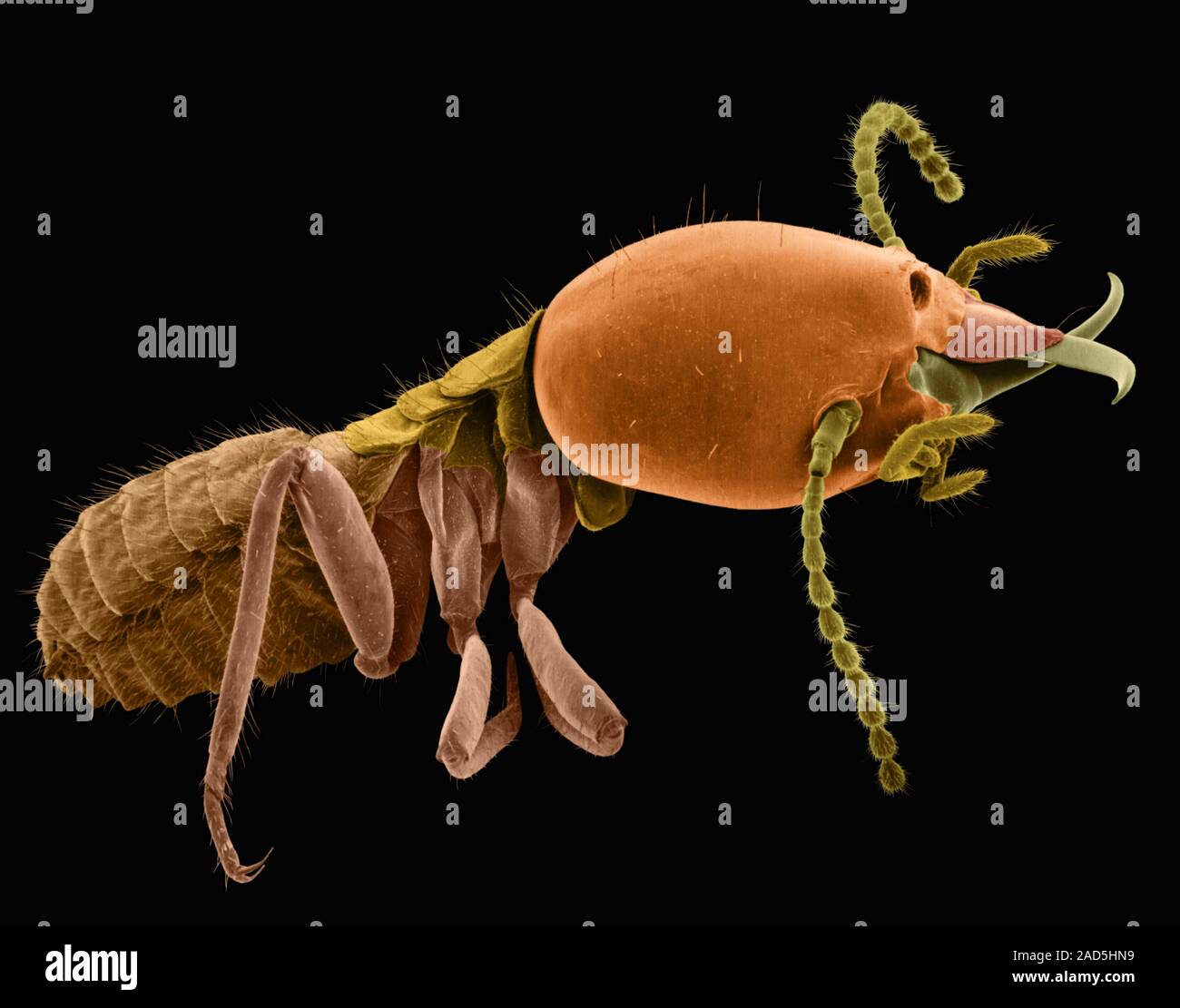 Coloured scanning electron micrograph (SEM) of Formosan (subterranean ...