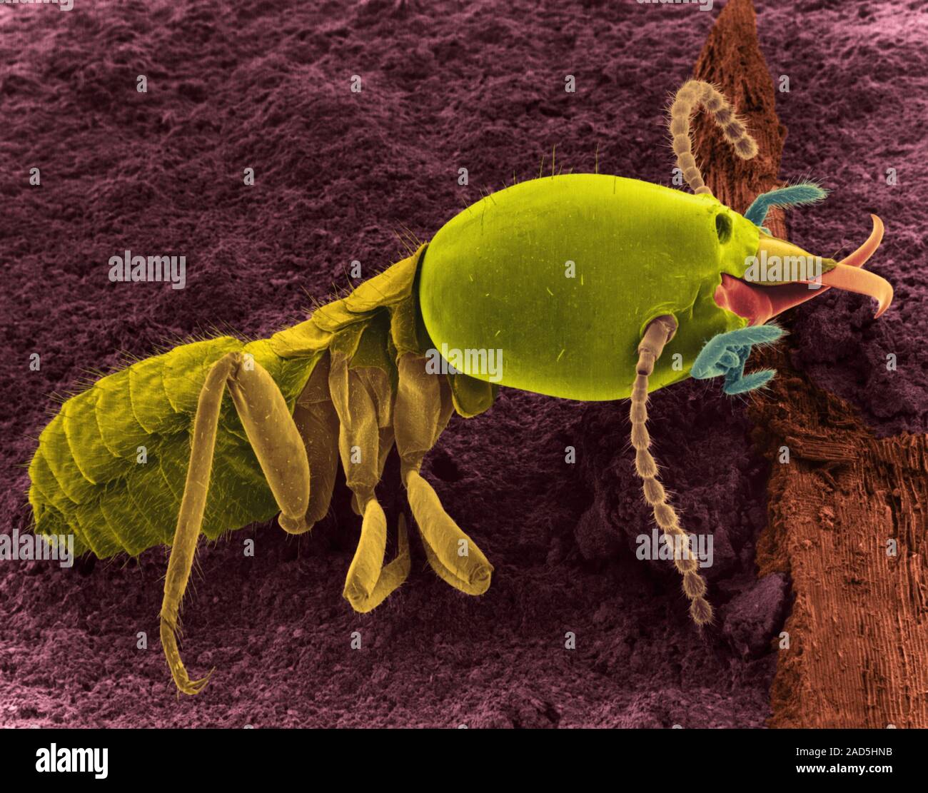 Coloured scanning electron micrograph (SEM) of Formosan (subterranean ...