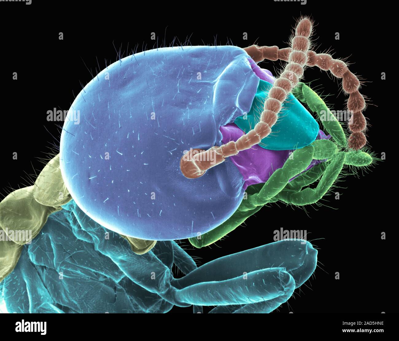 Coloured scanning electron micrograph (SEM) of Formosan (subterranean ...