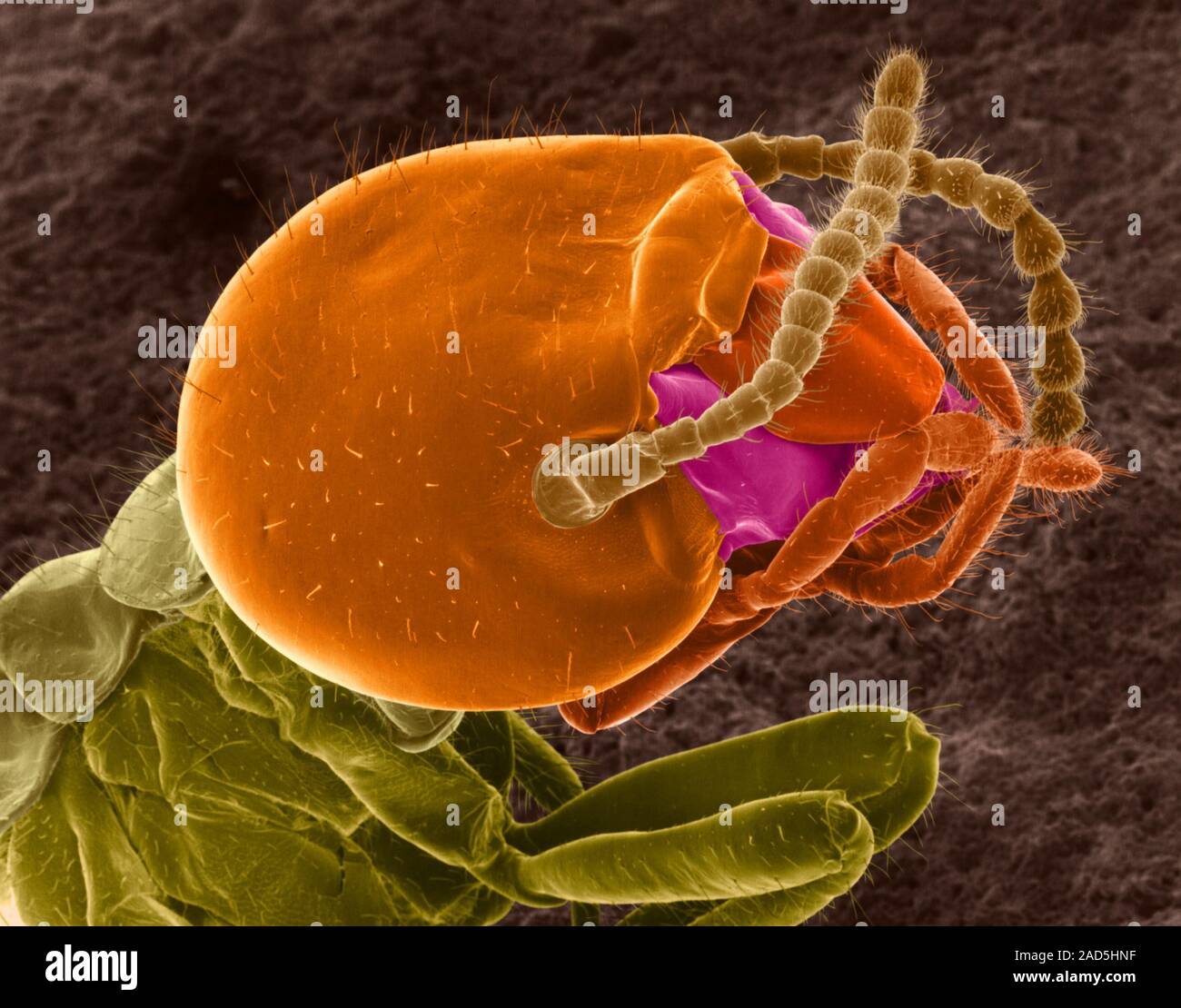 Coloured scanning electron micrograph (SEM) of Formosan (subterranean ...