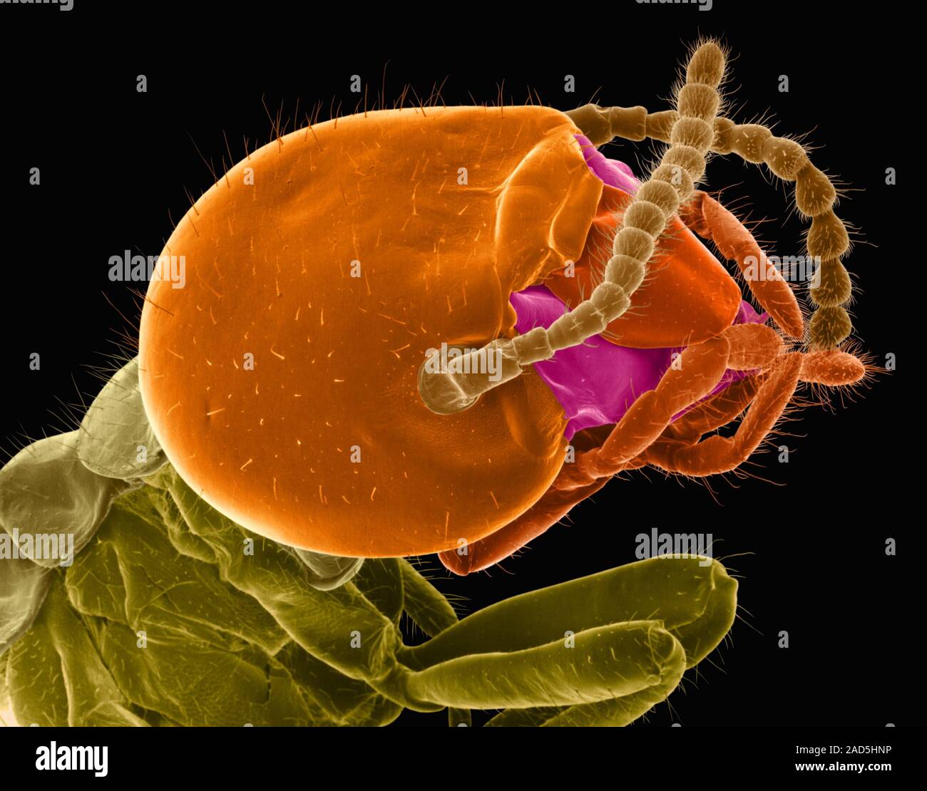 Coloured scanning electron micrograph (SEM) of Formosan (subterranean ...