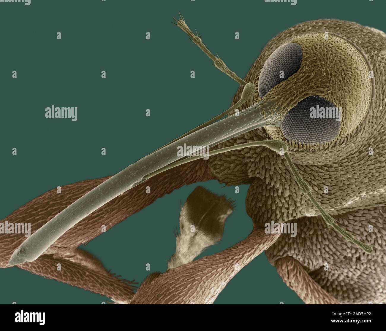 Coloured scanning electron micrograph (SEM) of Nut weevil head ...