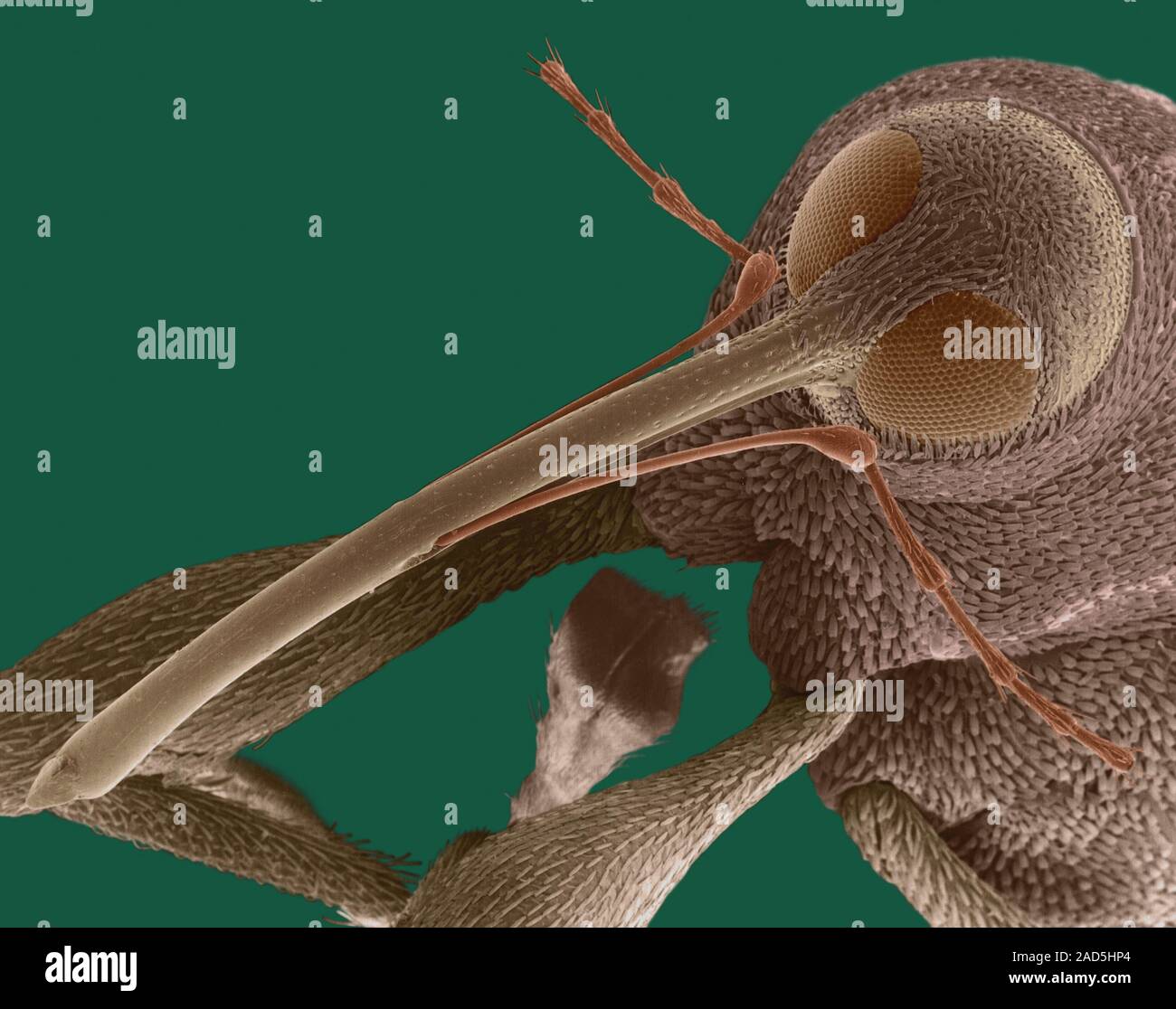 Coloured scanning electron micrograph (SEM) of Nut weevil head ...