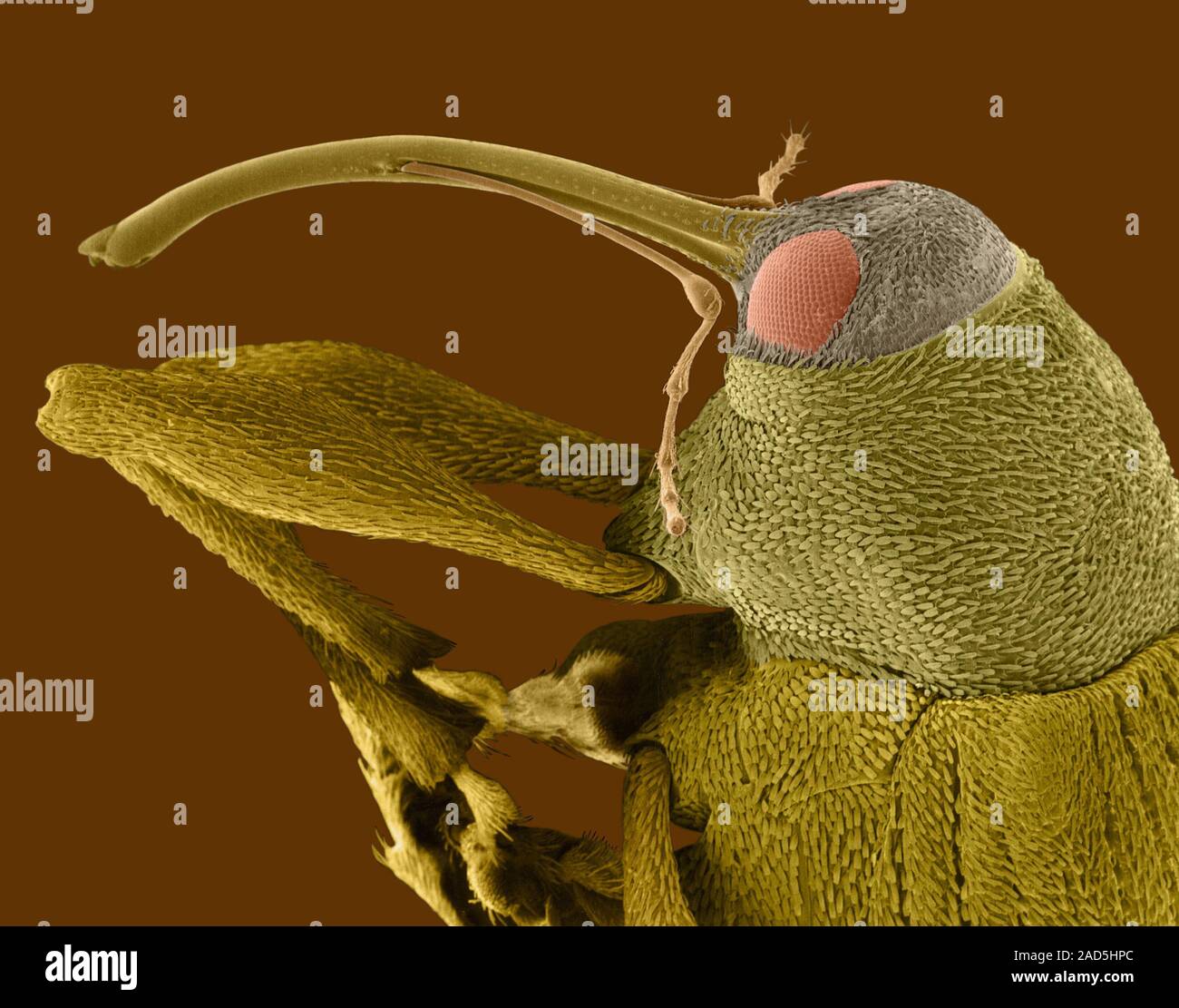 Coloured scanning electron micrograph (SEM) of Nut weevil head ...