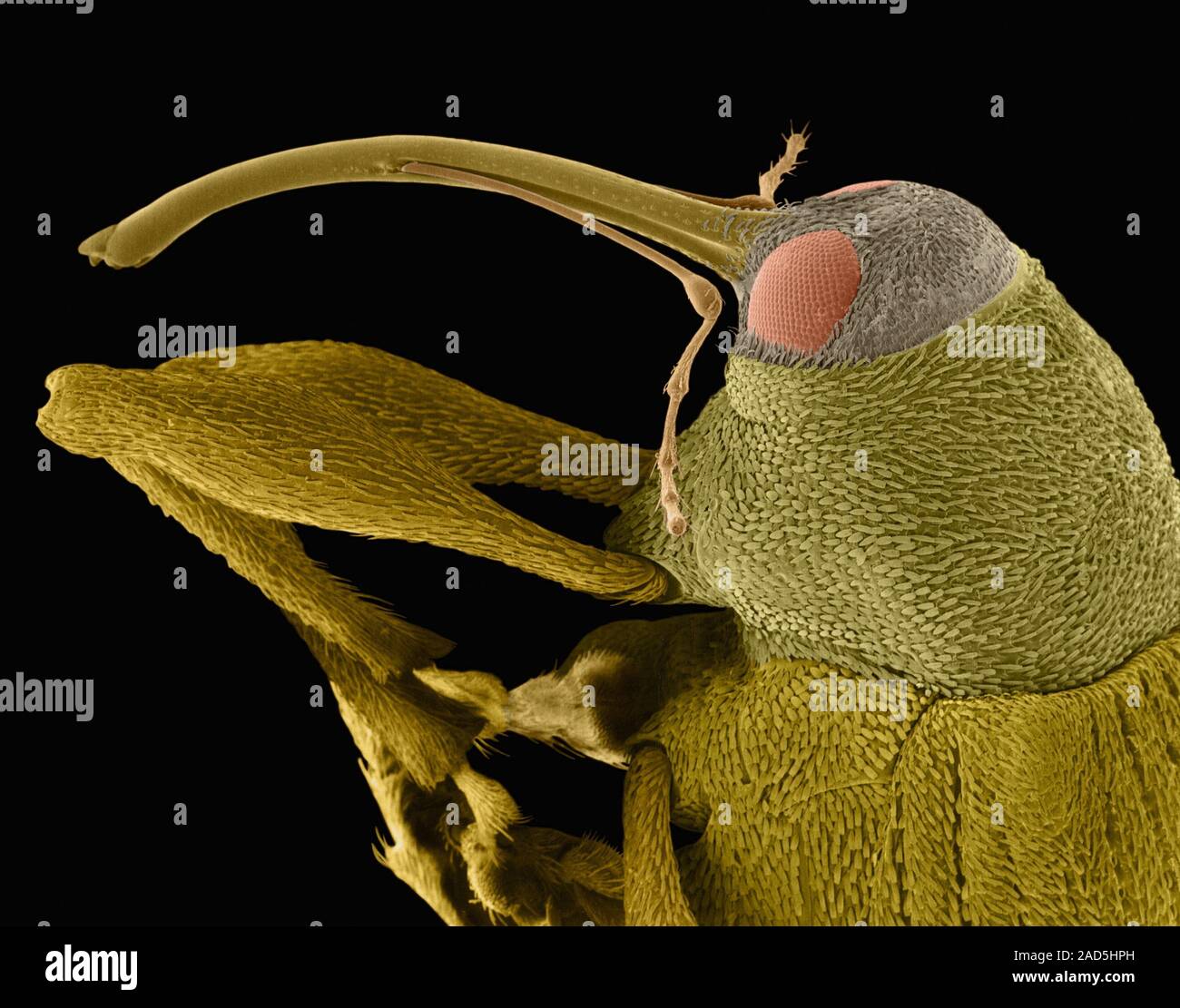 Coloured scanning electron micrograph (SEM) of Nut weevil head ...
