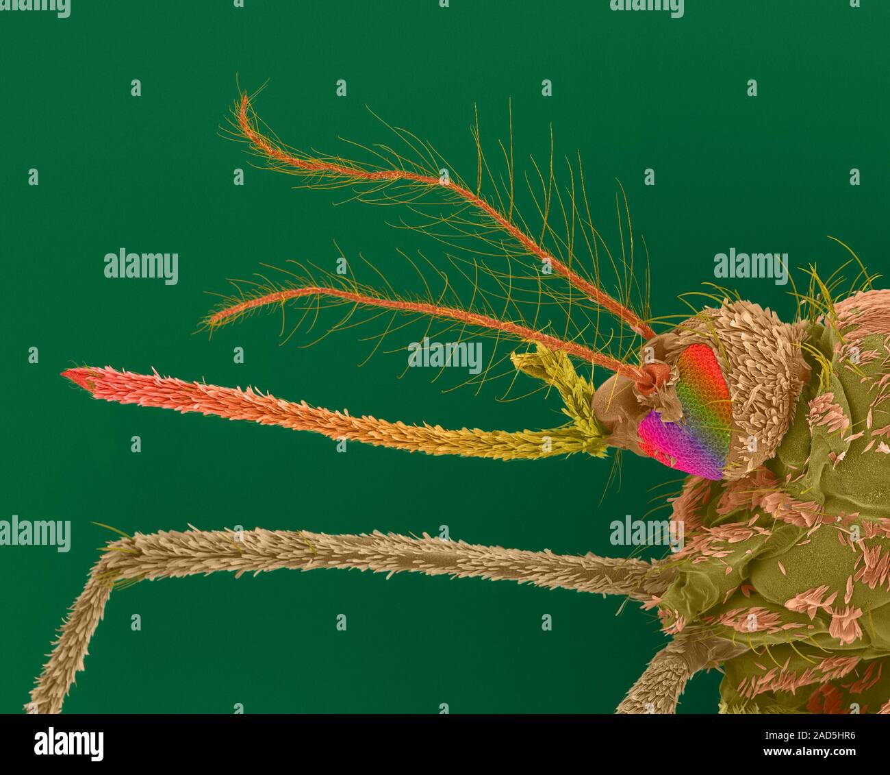 Coloured scanning electron micrograph (SEM) of Female Asian tiger ...