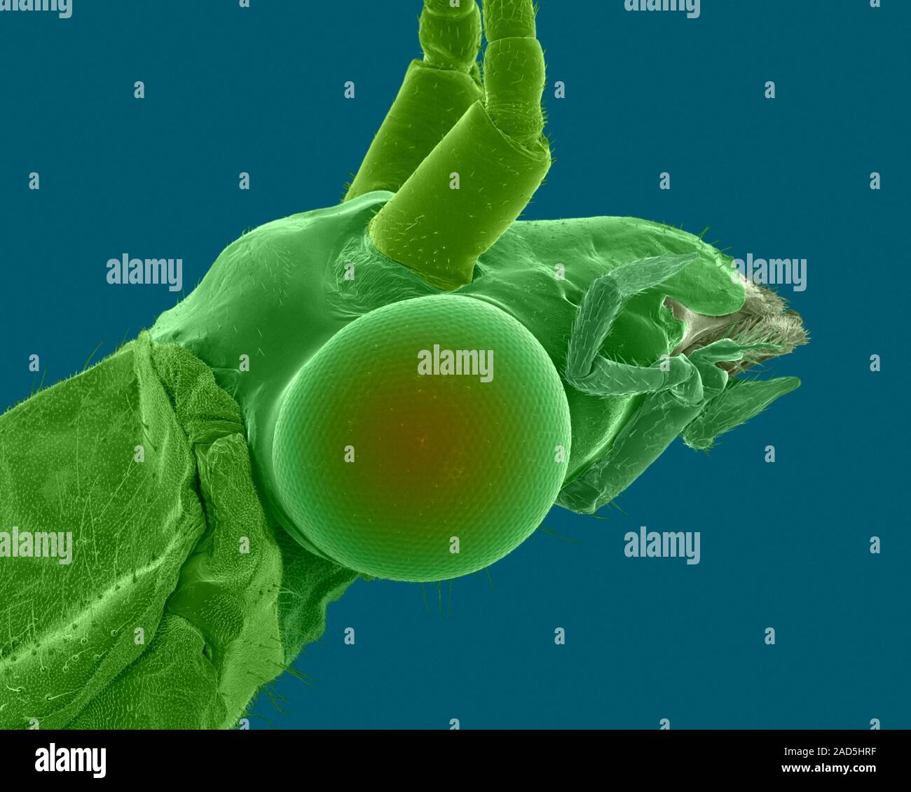 Coloured scanning electron micrograph (SEM) of Lacewing head (Chrysopa ...