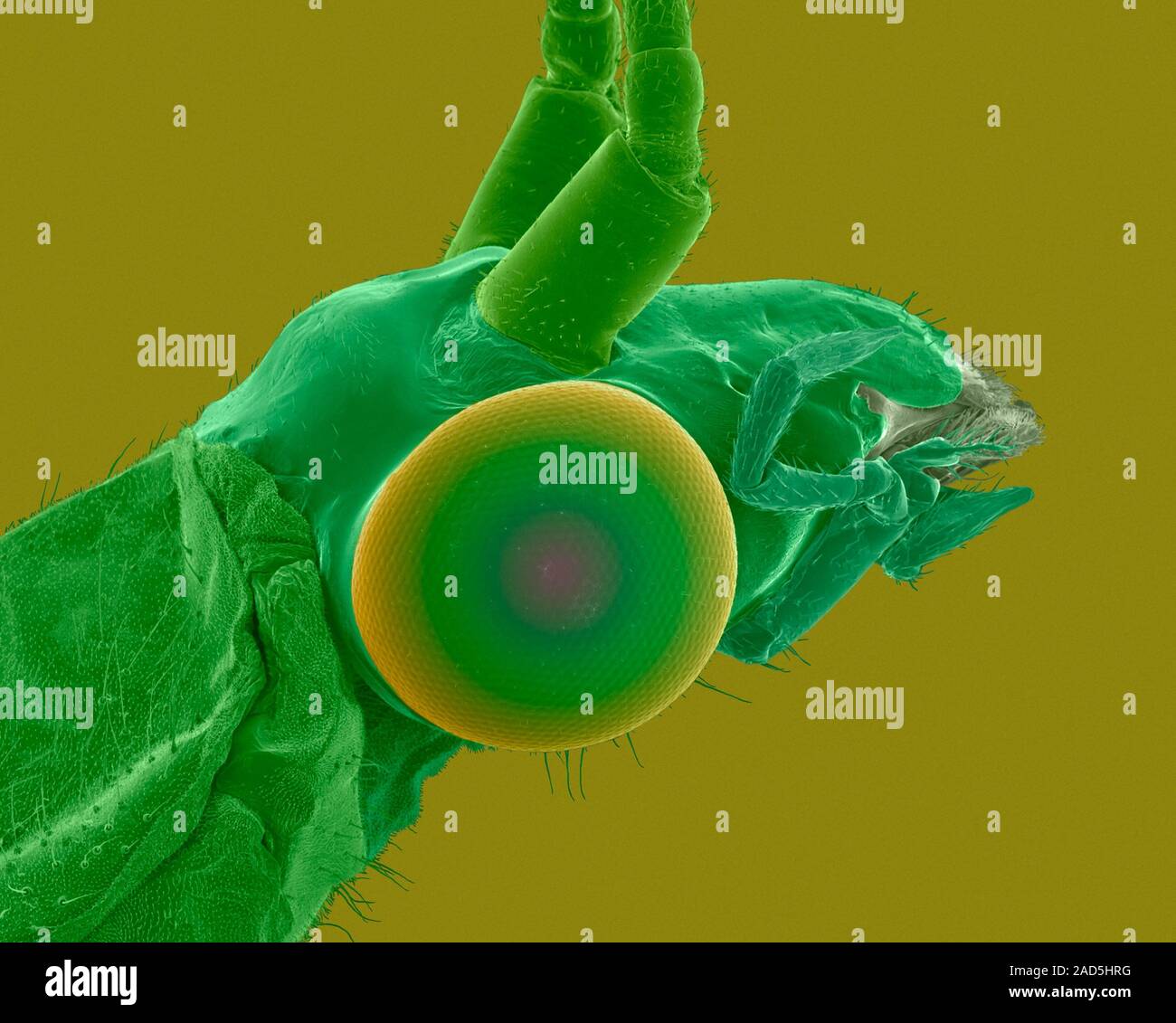 Coloured scanning electron micrograph (SEM) of Lacewing head ...